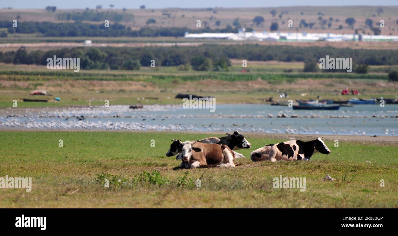 Flamingo feeding turkey hi-res stock photography and images - Alamy