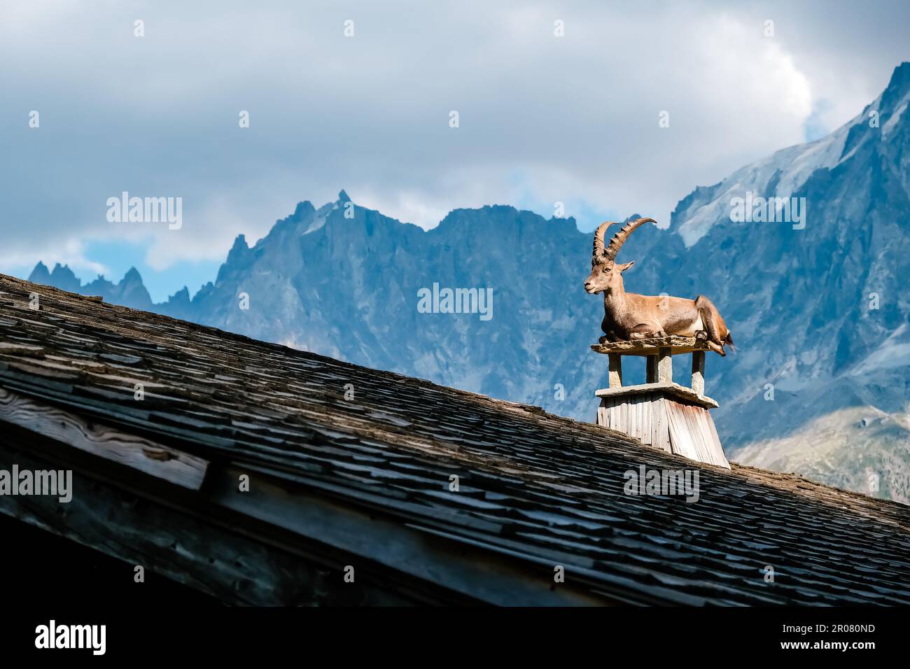 Alpine ibex, goats with long horns, perch on the roofs of housesºº ...