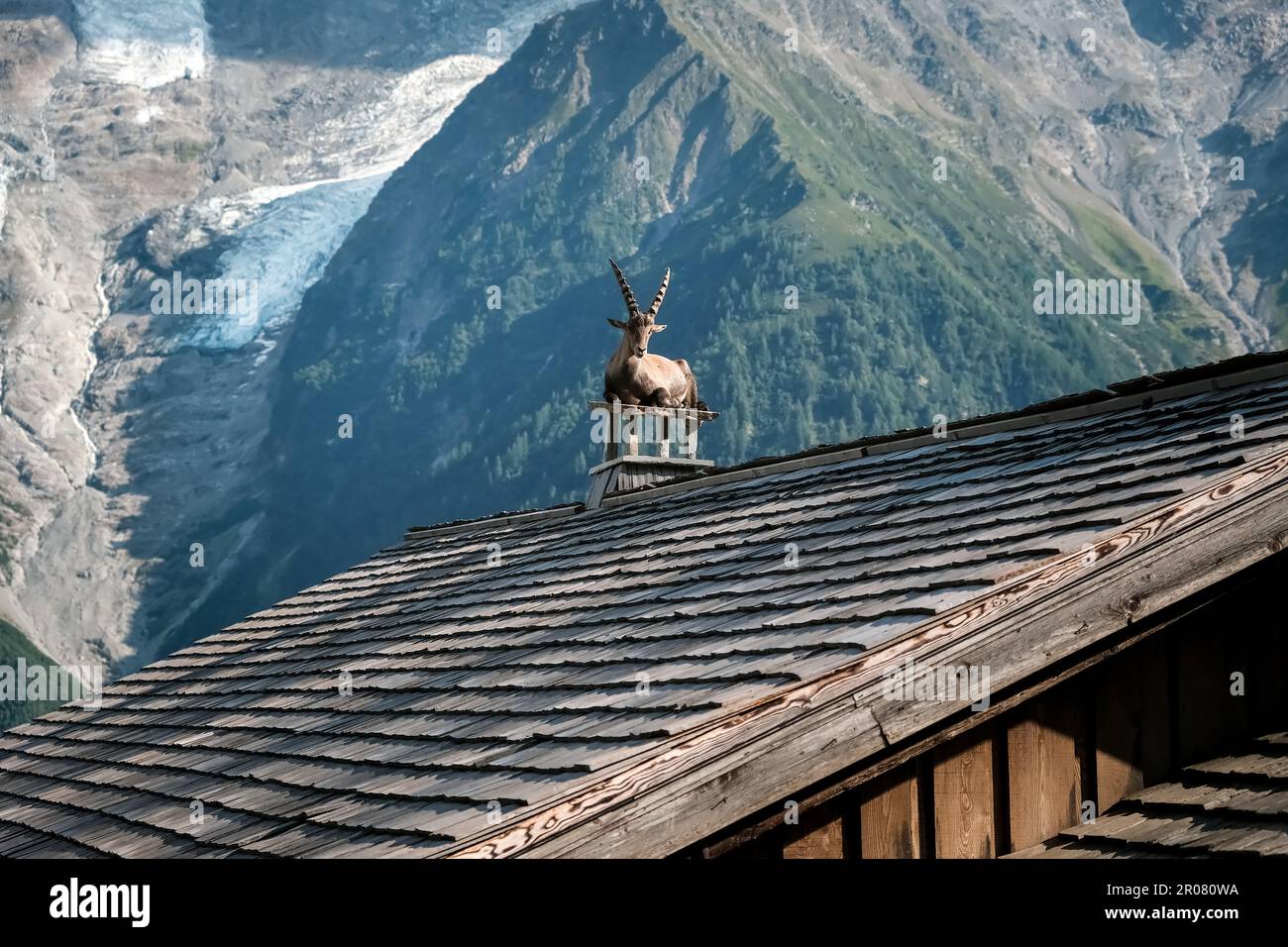 Alpine ibex, capra, resting bucolic on the roofs of alpine huts ...