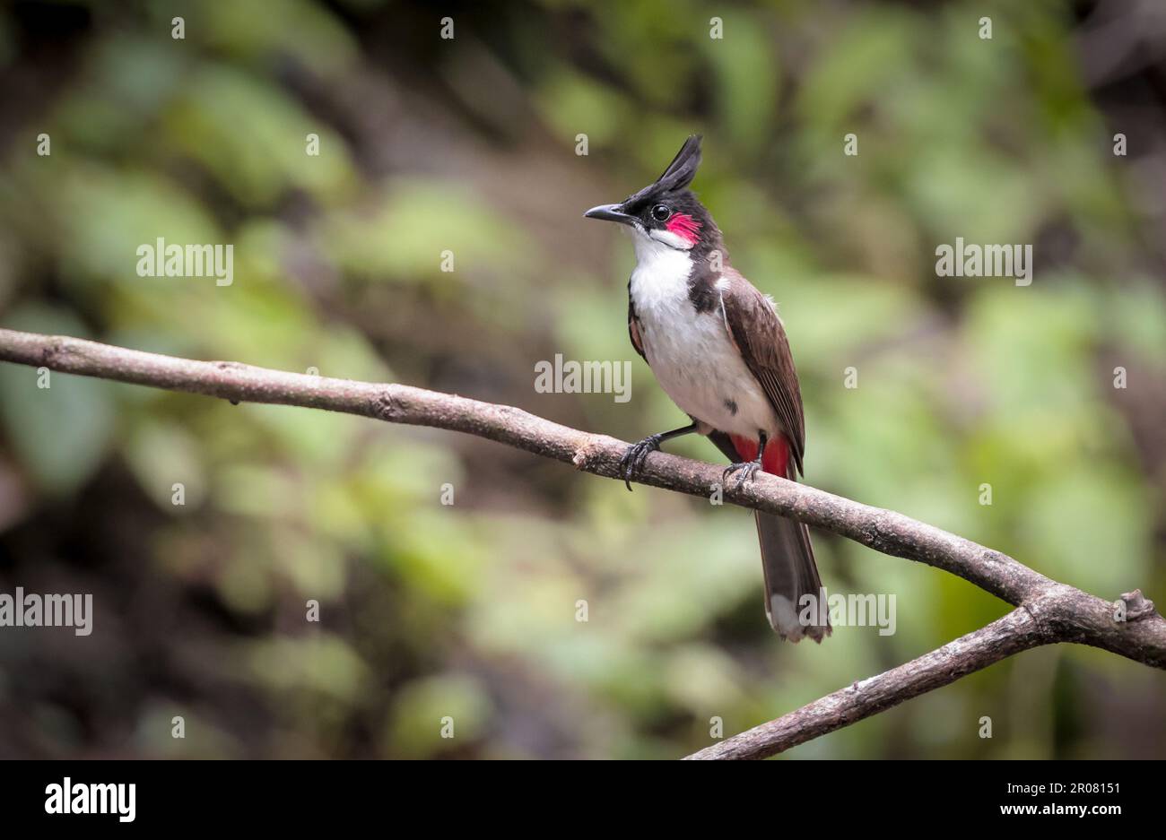 The red-whiskered bulbul (Pycnonotus jocosus), or crested bulbul, is a ...