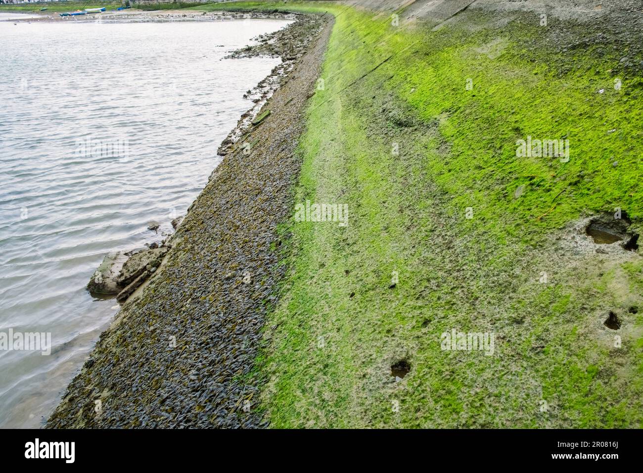 Layers of algae of different species adhered to the edges of the cement ...