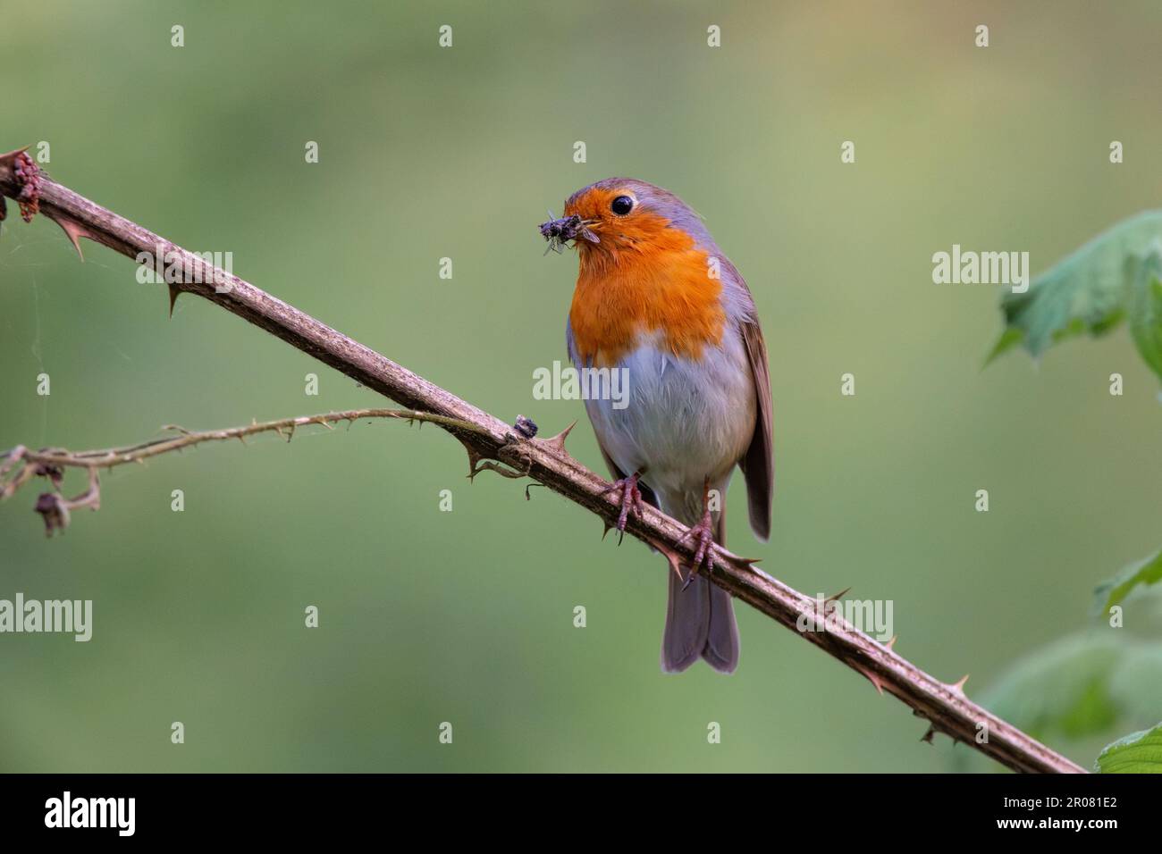 European robin with insects in his beak Stock Photo - Alamy
