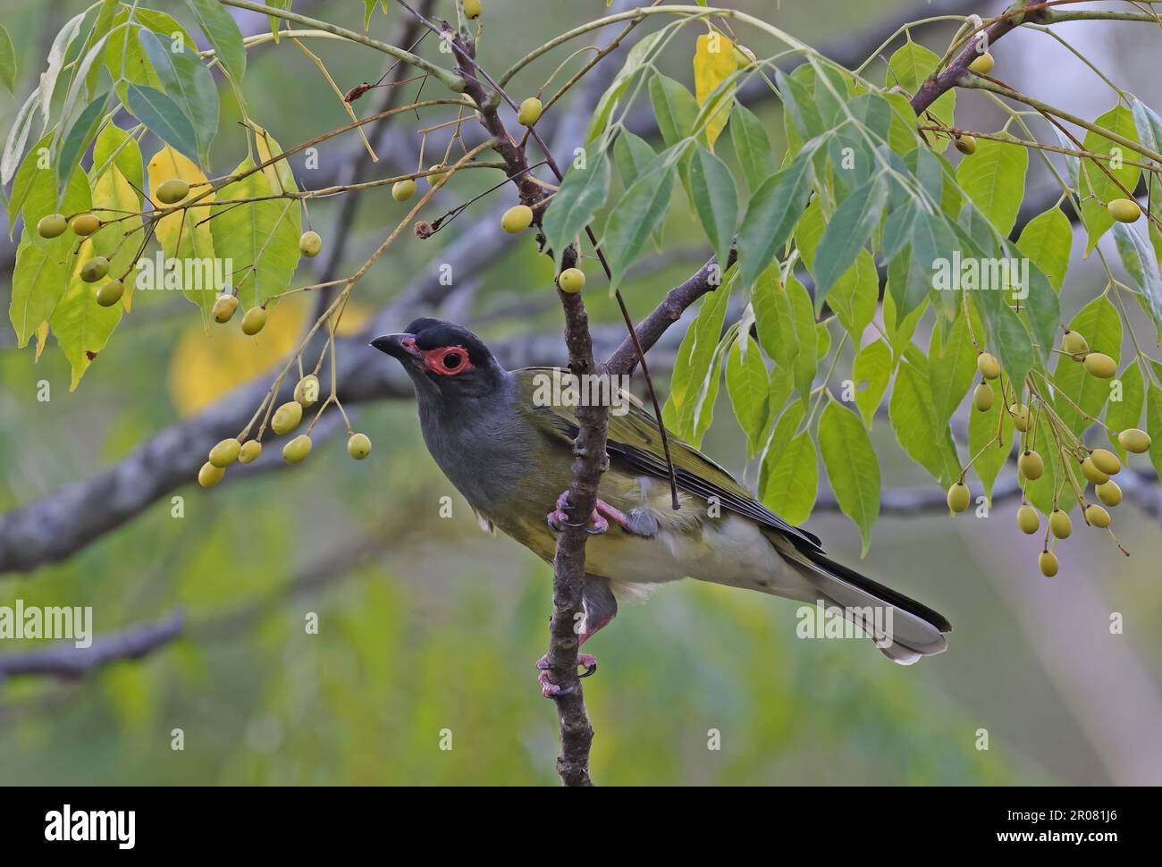 Australian Figbird (Sphecotheres vieilloti vieilloti) adult perched in ...