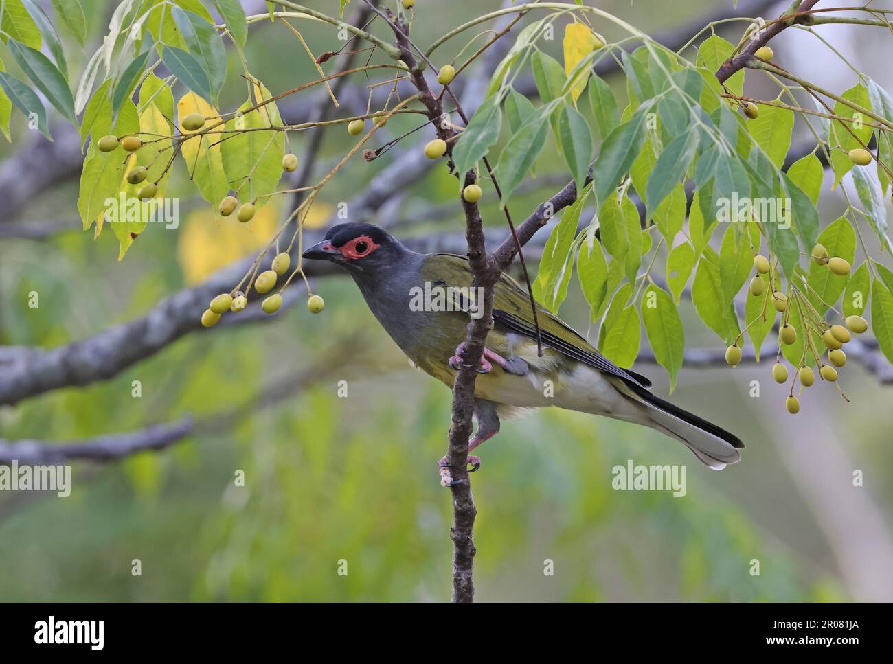 Australian Figbird (Sphecotheres vieilloti vieilloti) adult perched in ...