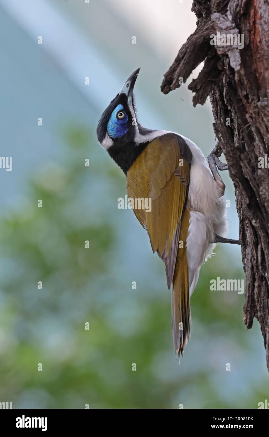 Blue-faced Honeyeater (Entomyzon cyanotis cyanotis) adult clinging to ...