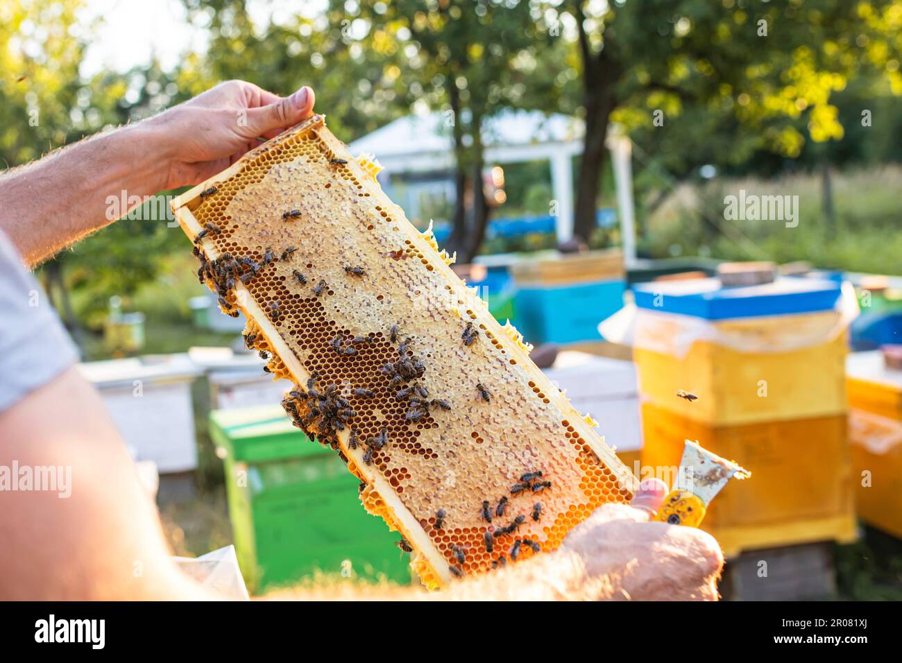 Open hive with bees drew nice straight comb on this foundation-less ...
