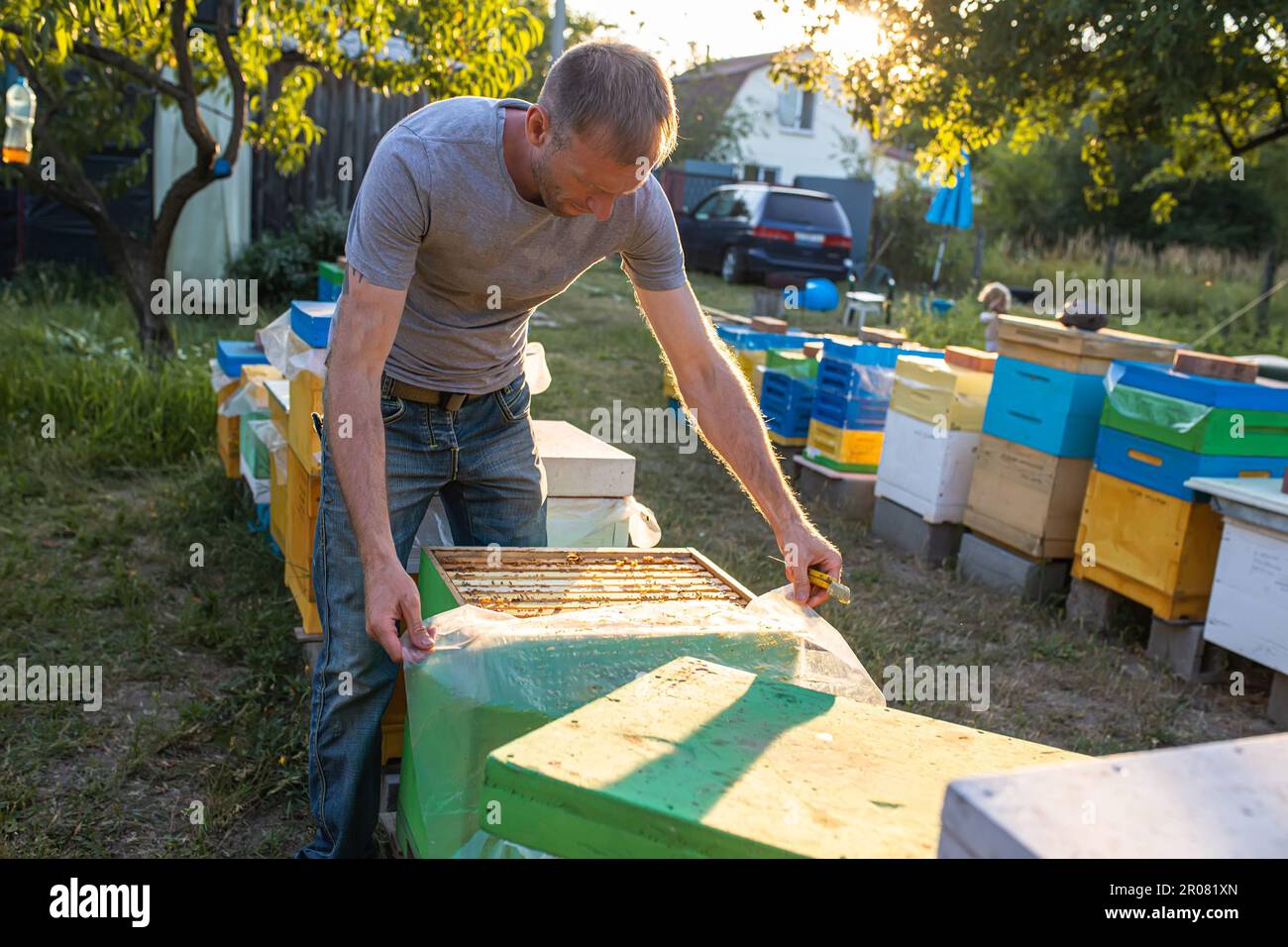 Beehive Spring Management. beekeeper inspecting bee hive and prepares ...