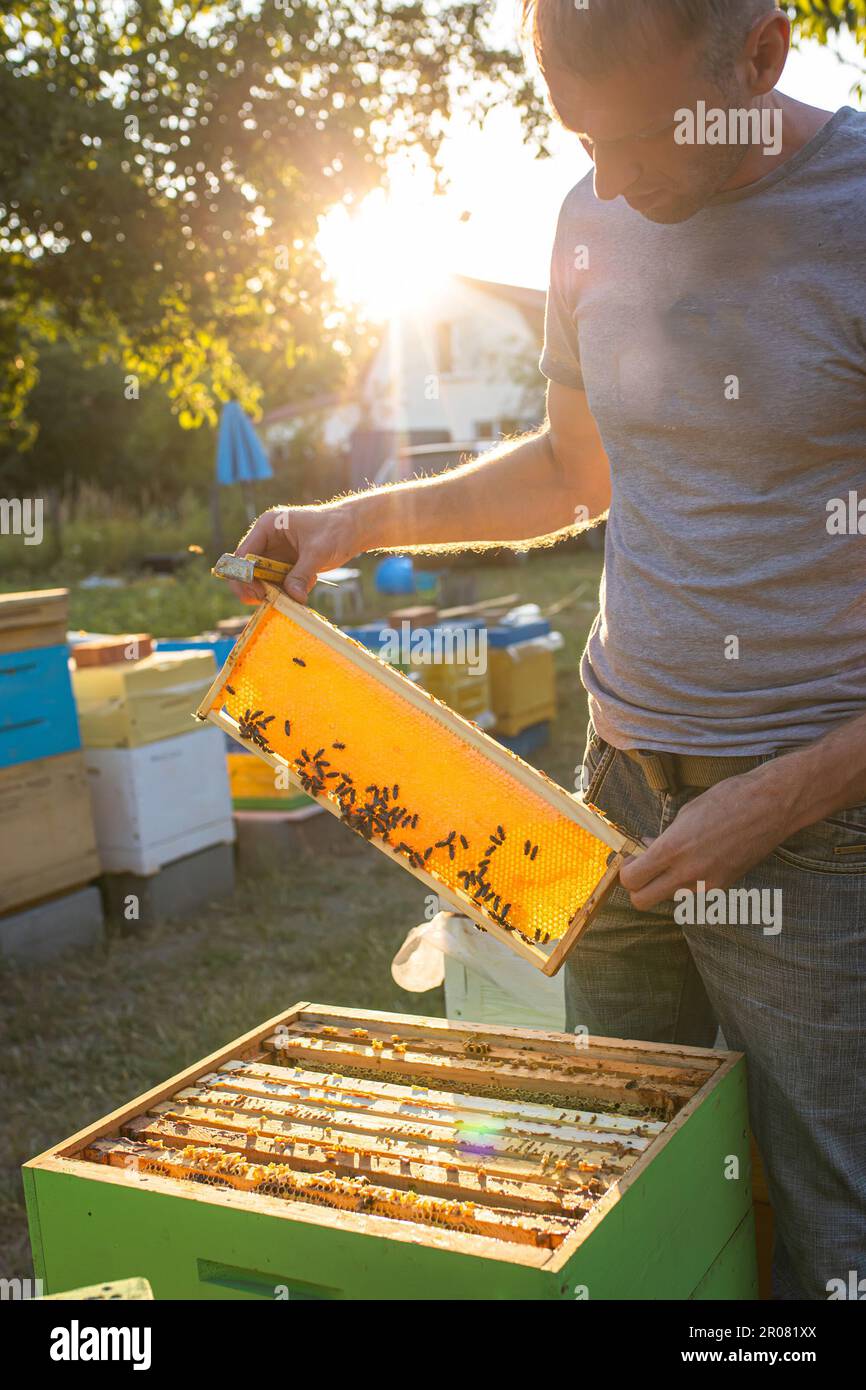 Open hive with bees drew nice straight comb on this foundation-less ...
