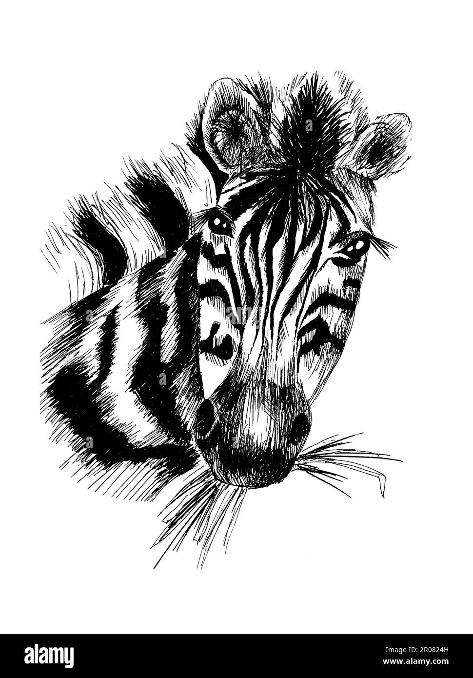 Vector zebra head and safari animal. Vector Stock Vector Image & Art ...