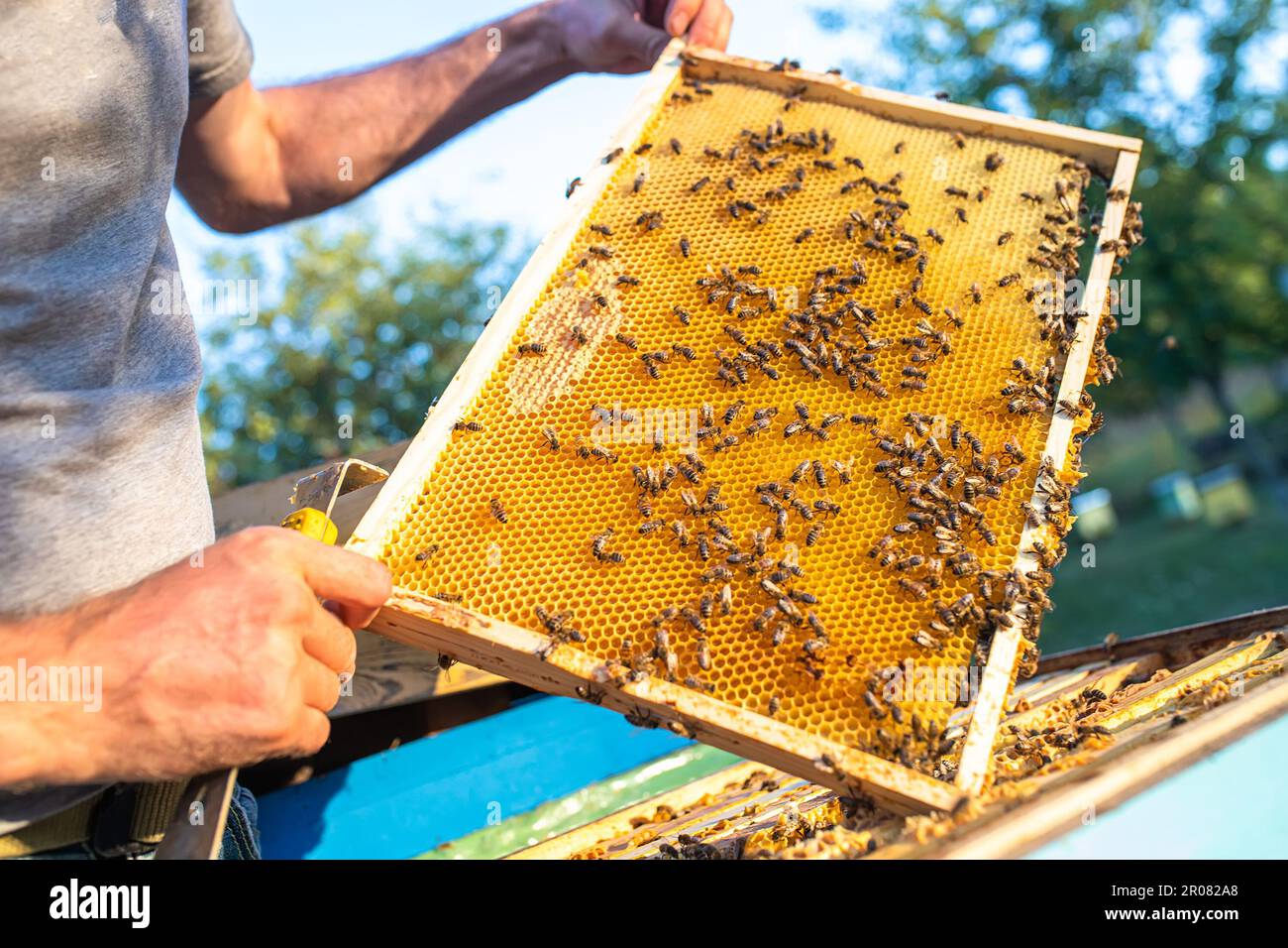 Beehive Spring Management. beekeeper inspecting bee hive and prepares apiary for summer season ...