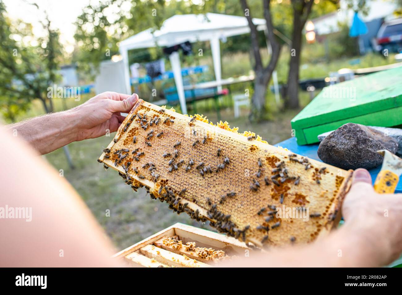 Open hive with bees drew nice straight comb on this foundation-less ...