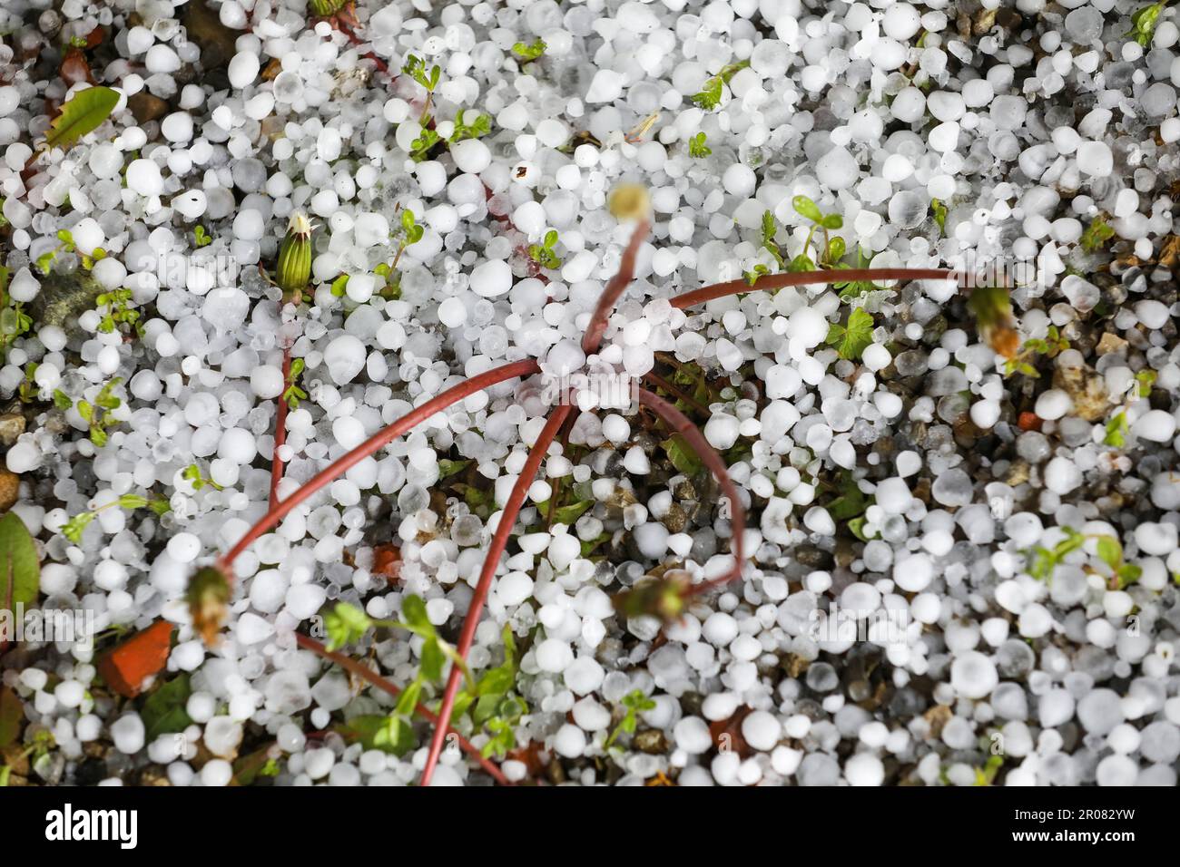 07 May 2023, Baden-Württemberg, Dürmentingen: Hailstones lie on the ...