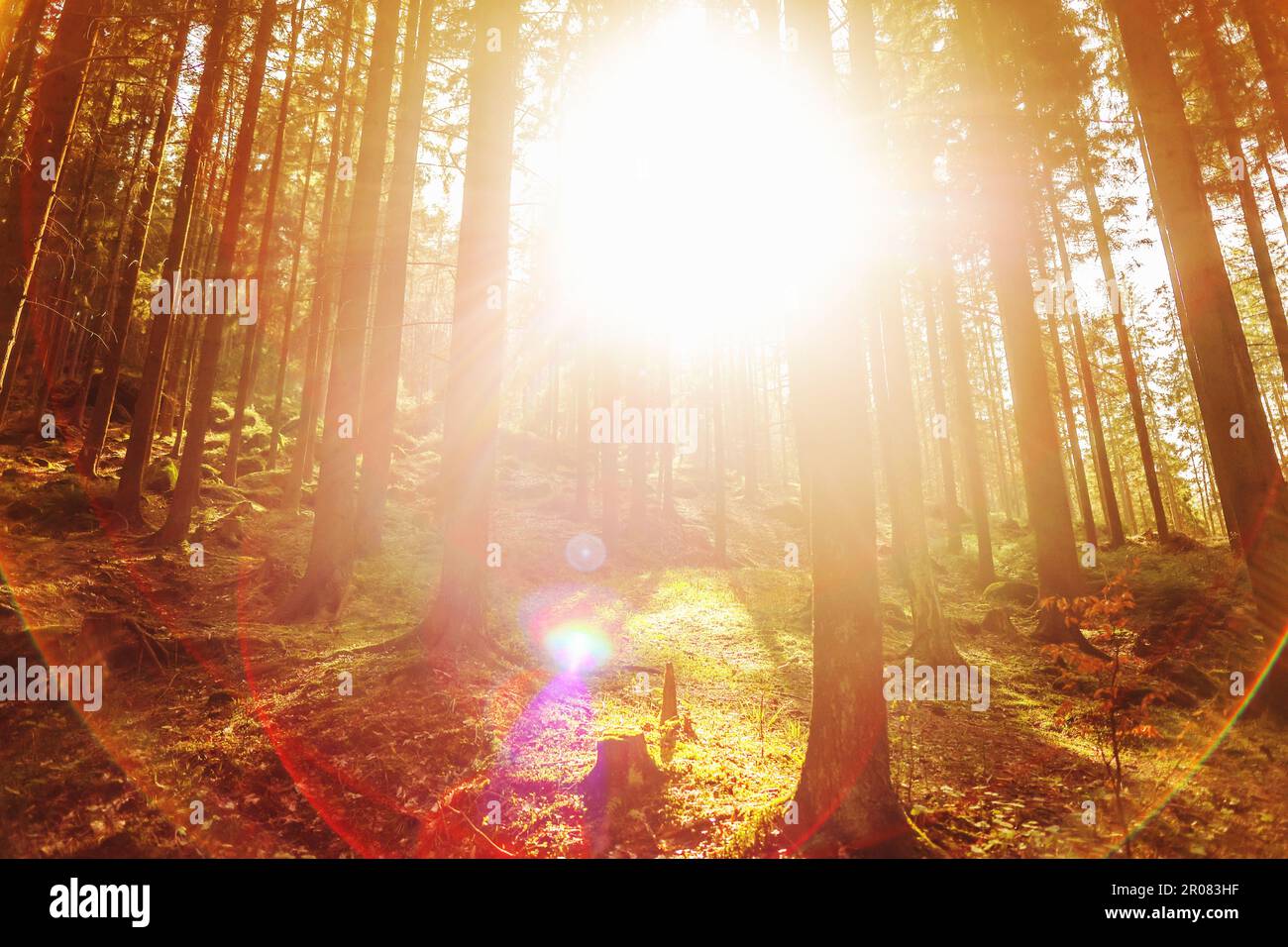 Forest wanderlust hi-res stock photography and images - Alamy
