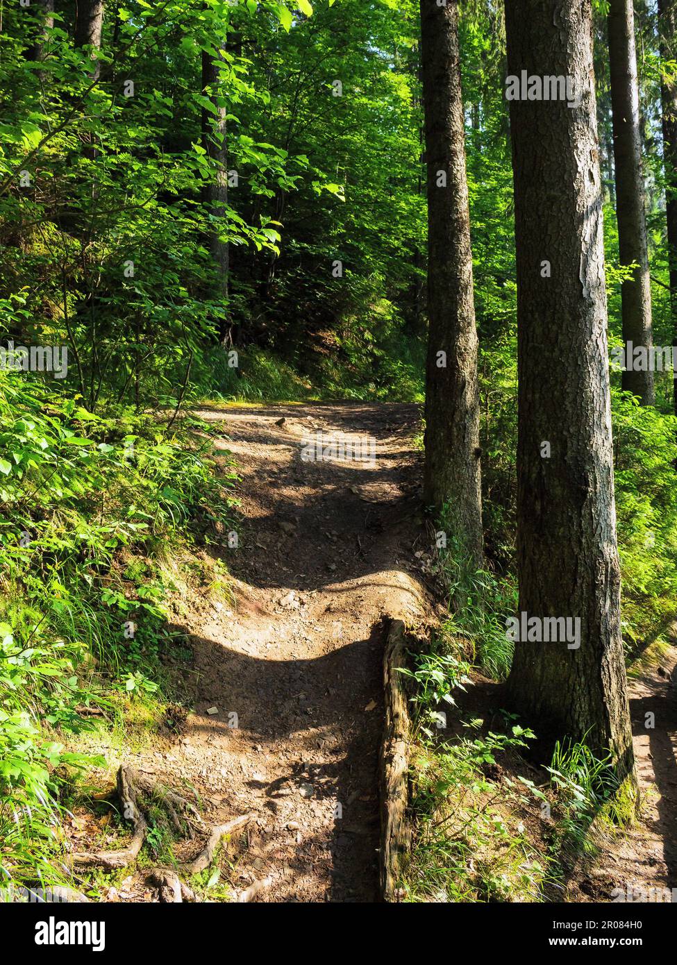 green forest park with beautiful scenery. trail and fence among the ...
