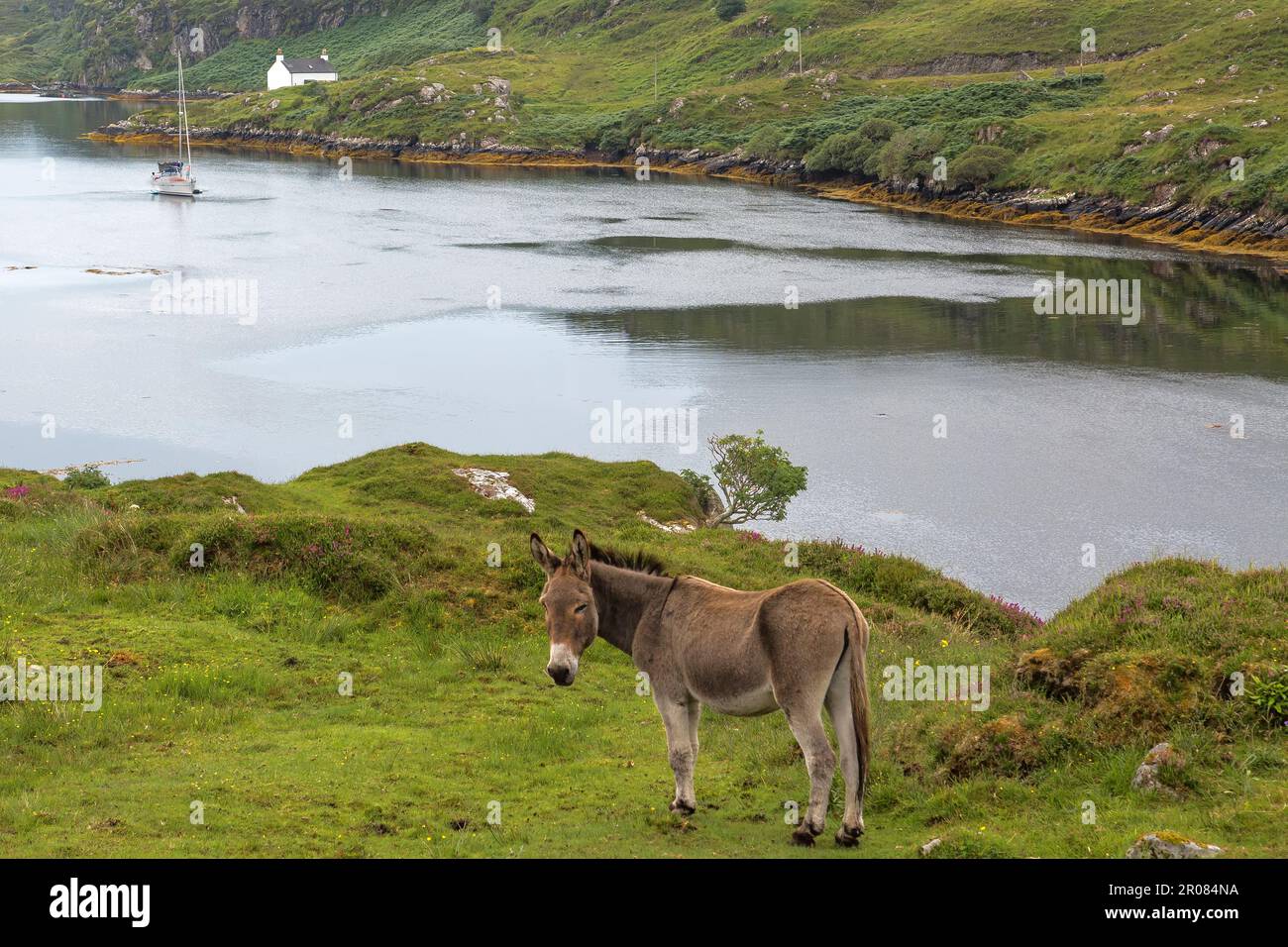 Stockinish hi-res stock photography and images - Alamy