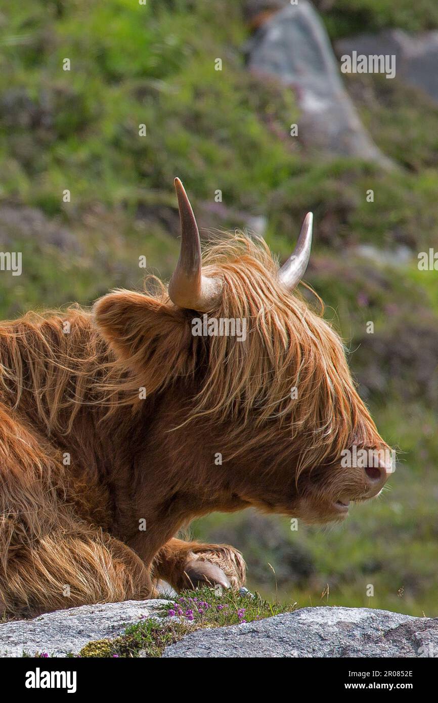 Side View of Highland Cattle Head, Hushinish, Harris, Isle of Harris ...