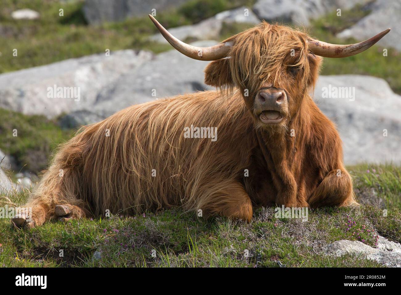 Scottish Highland Cattle looking straight at the Camera, Harris, Isle ...