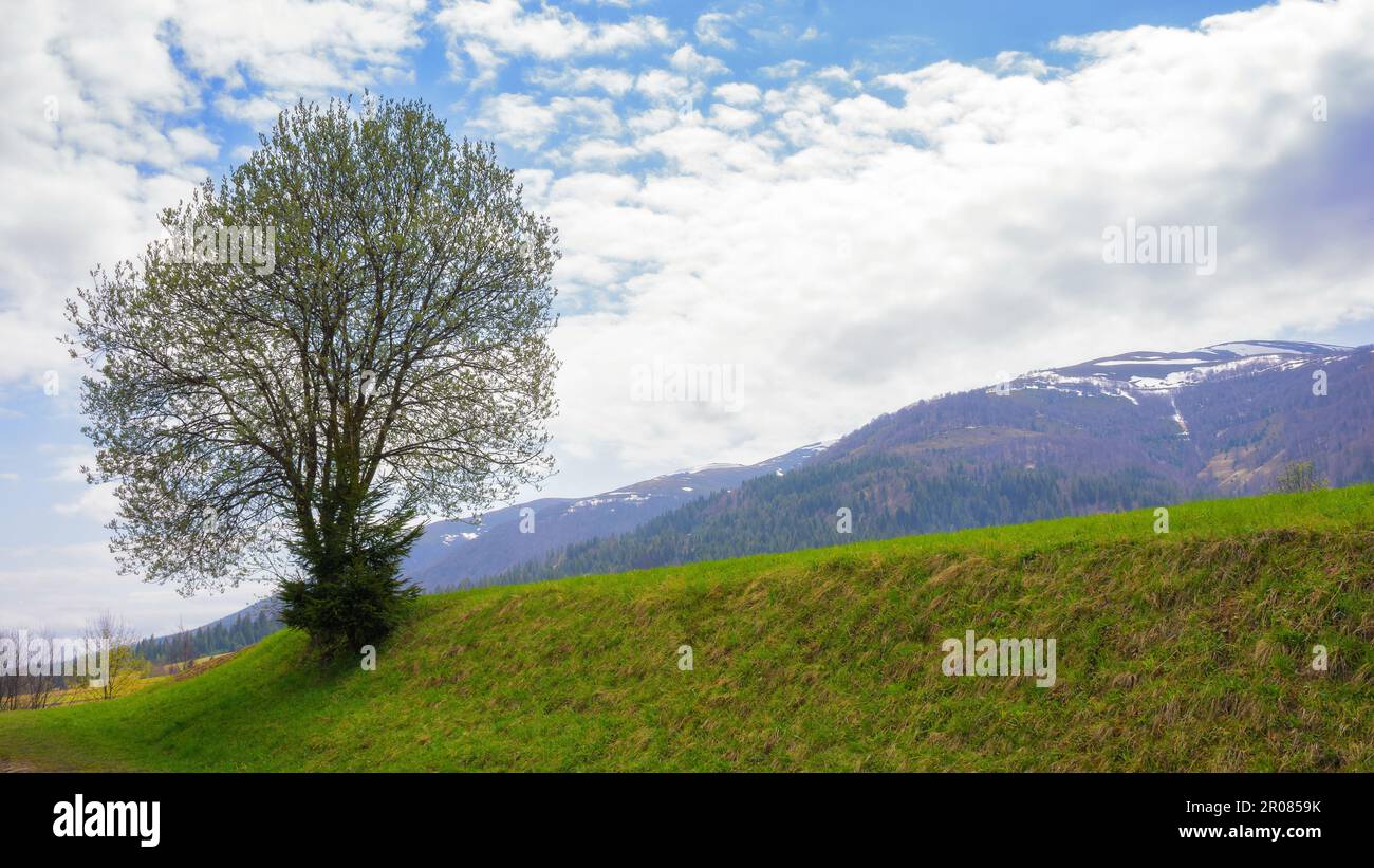 tree on the hill in early spring. rural landscape with snow capped ...