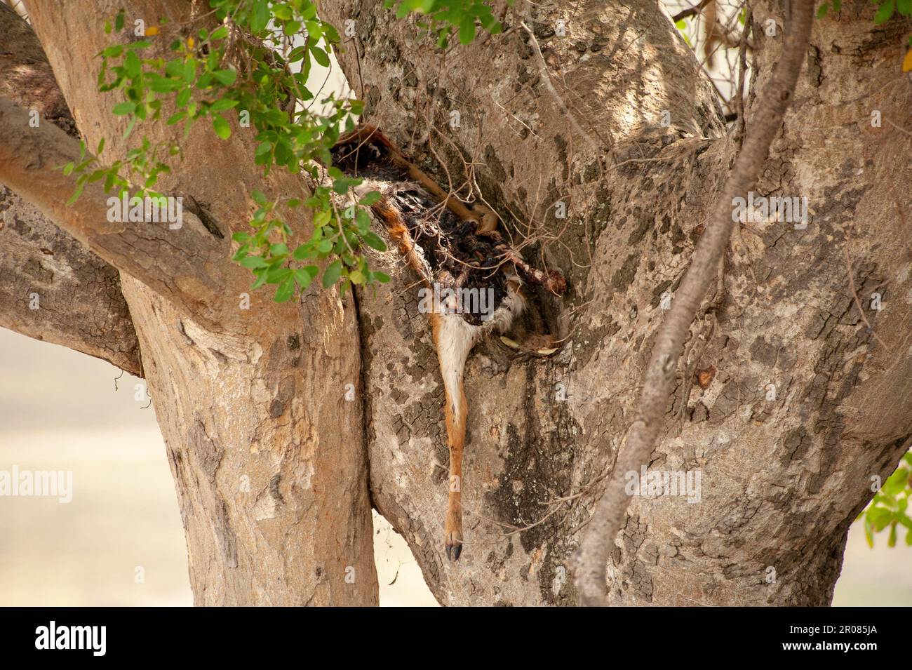 Behavior observation hi-res stock photography and images - Alamy