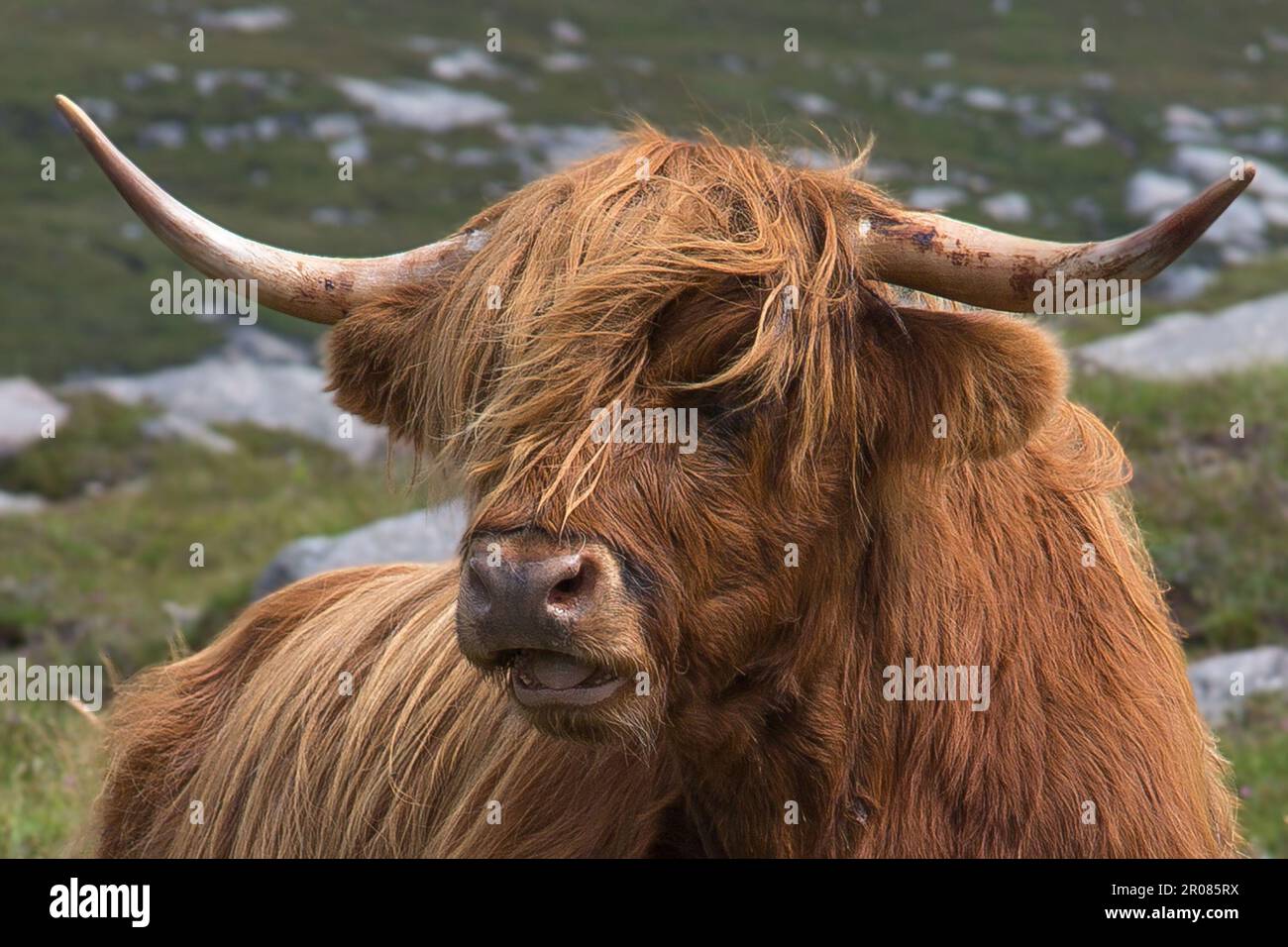 Face of Highland Cow Close Up, Hushinish, Harris, Isle of Harris ...