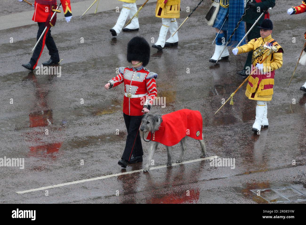 Irish Wolf Hound 'Turlough Mor' (aka Seamus), the regimental mascot of ...