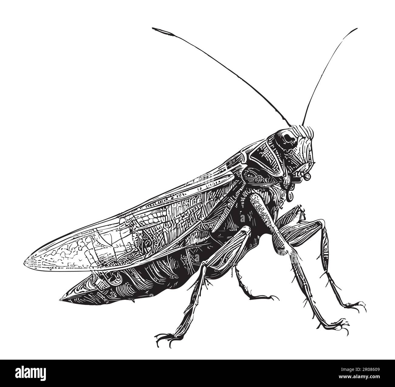 Grasshopper Insect Hand Drawn Sketch Doodle Style Vector Illustration Stock Vector Image And Art