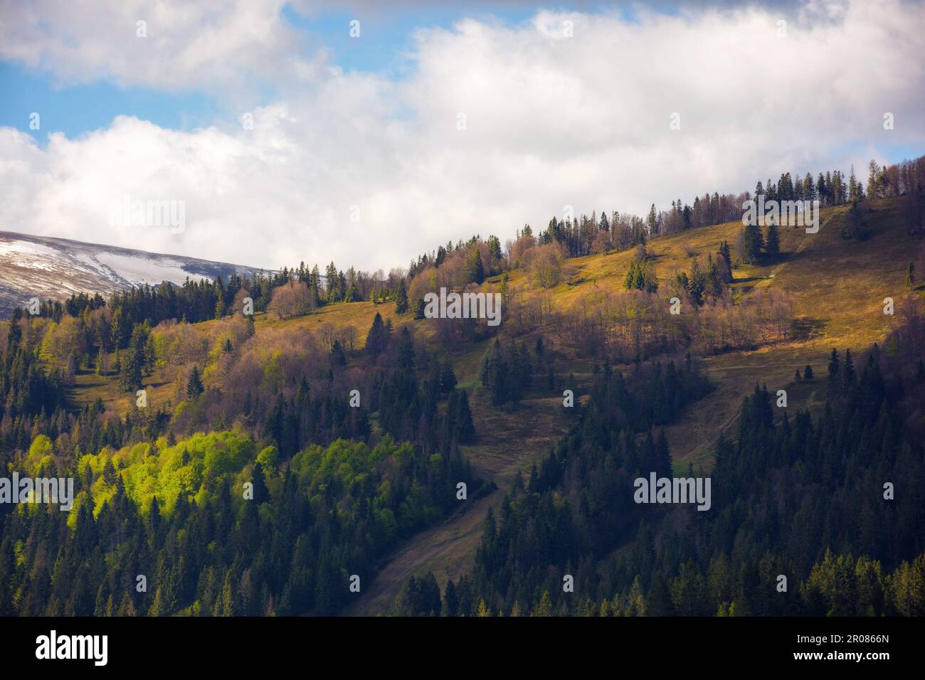 forested hills of mountainous countryside in spring. nature background ...