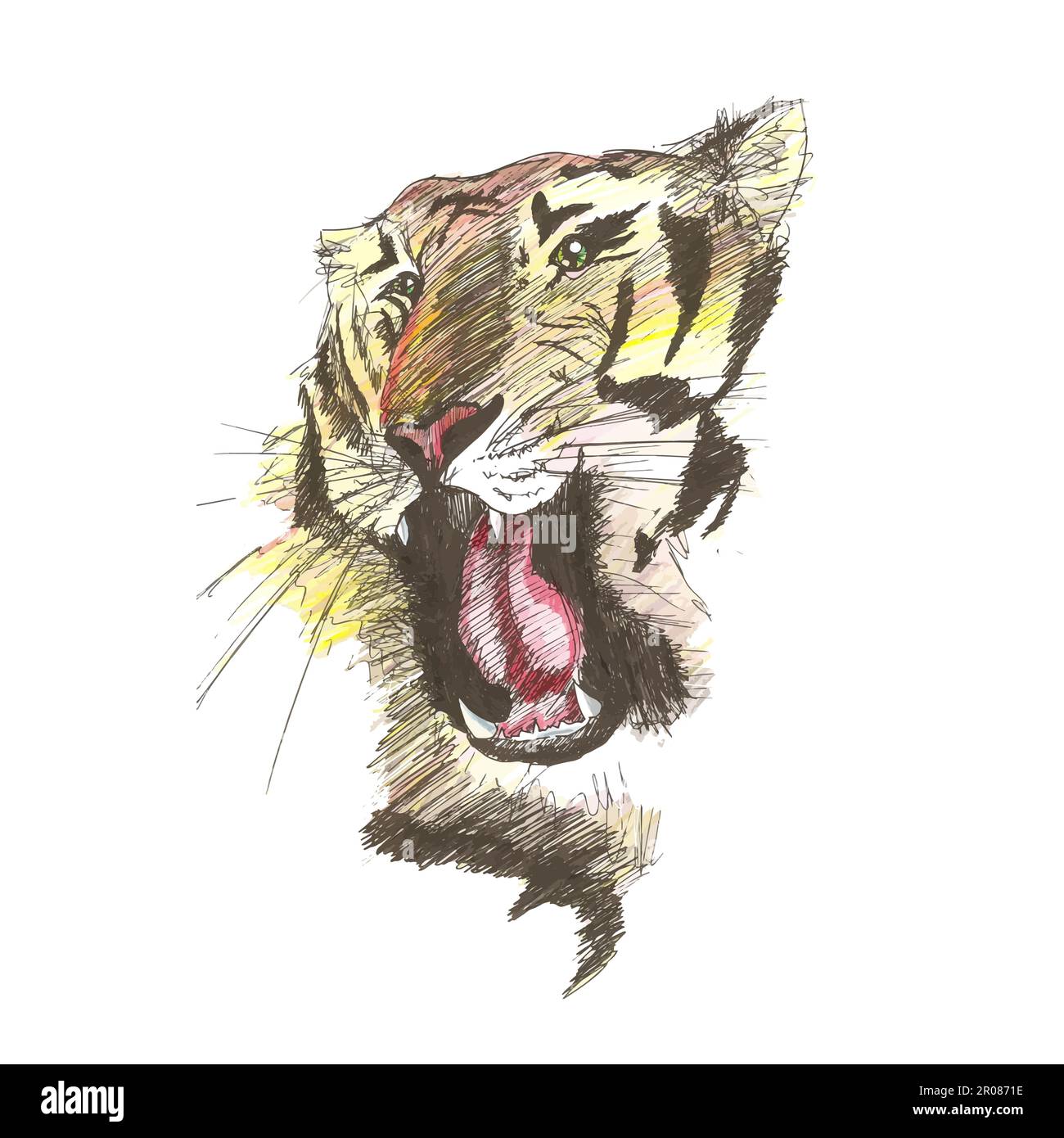 Vector sketch of gnarling tiger by pencils, pen and hands Stock Vector ...