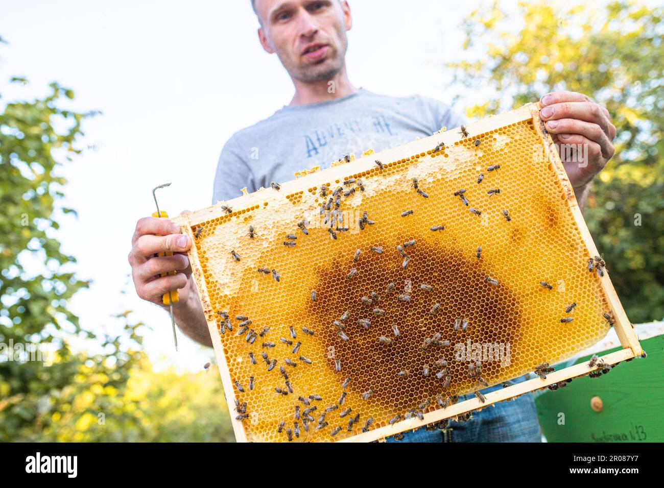 Beehive Spring Management. beekeeper inspecting bee hive and prepares ...
