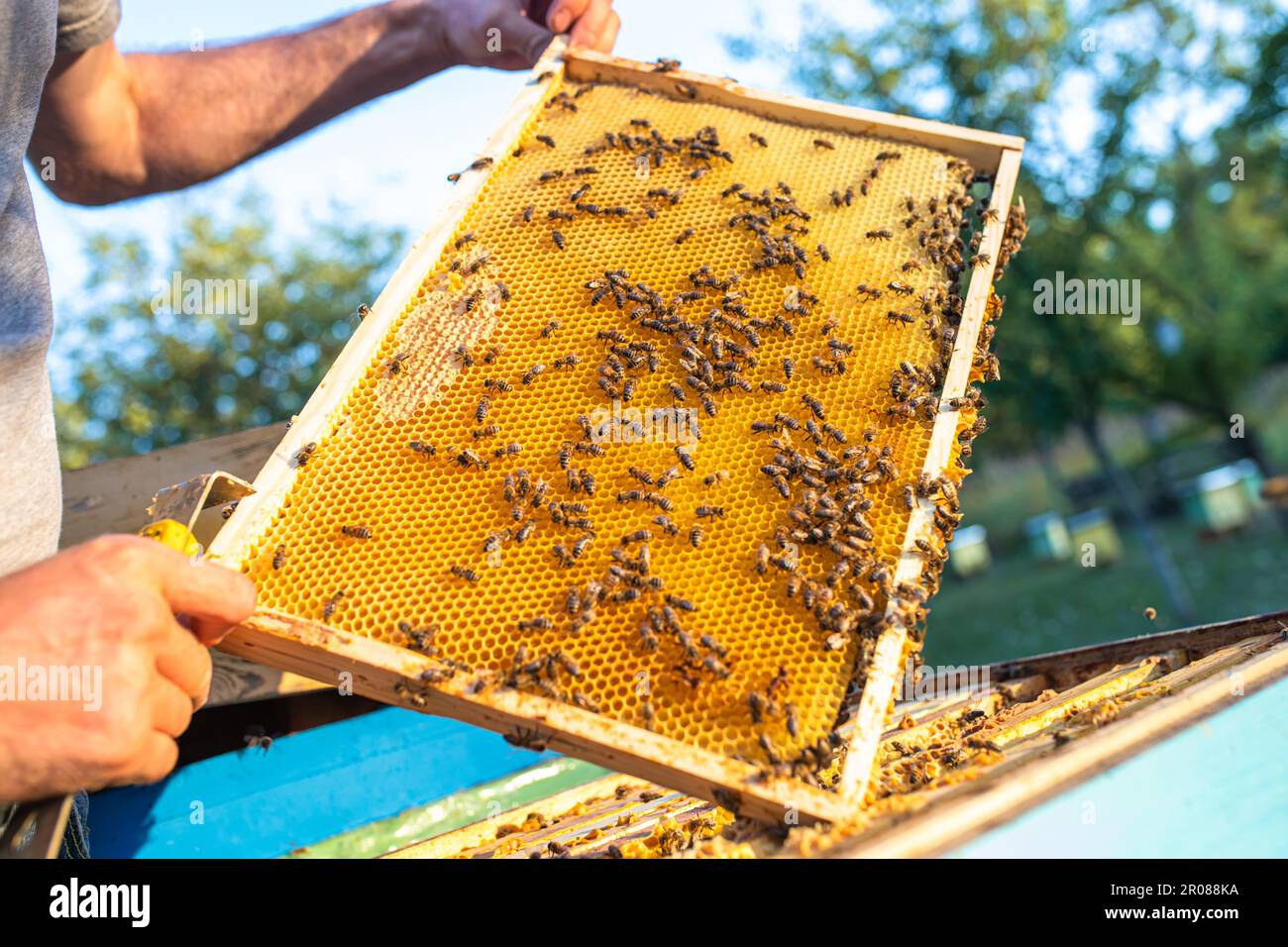 Honey bee frame from a hive with collony collapse disorder. Frame ...