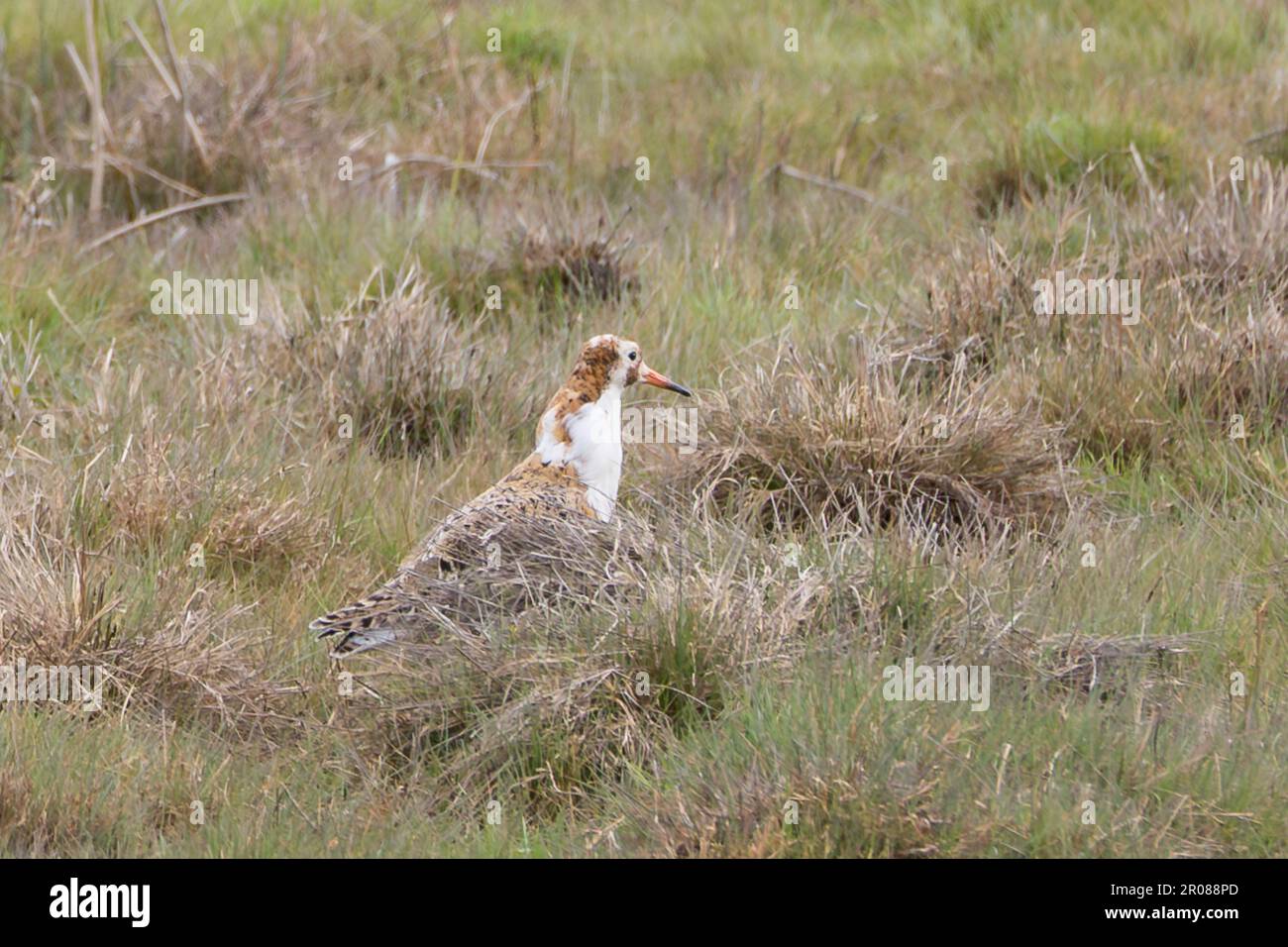 Ruff, bird in breeding plumage in spring. Calidris pugnax. Selective ...