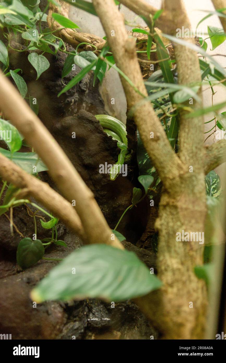 The green tree python. Morelia viridis. it is a bright green snake ...