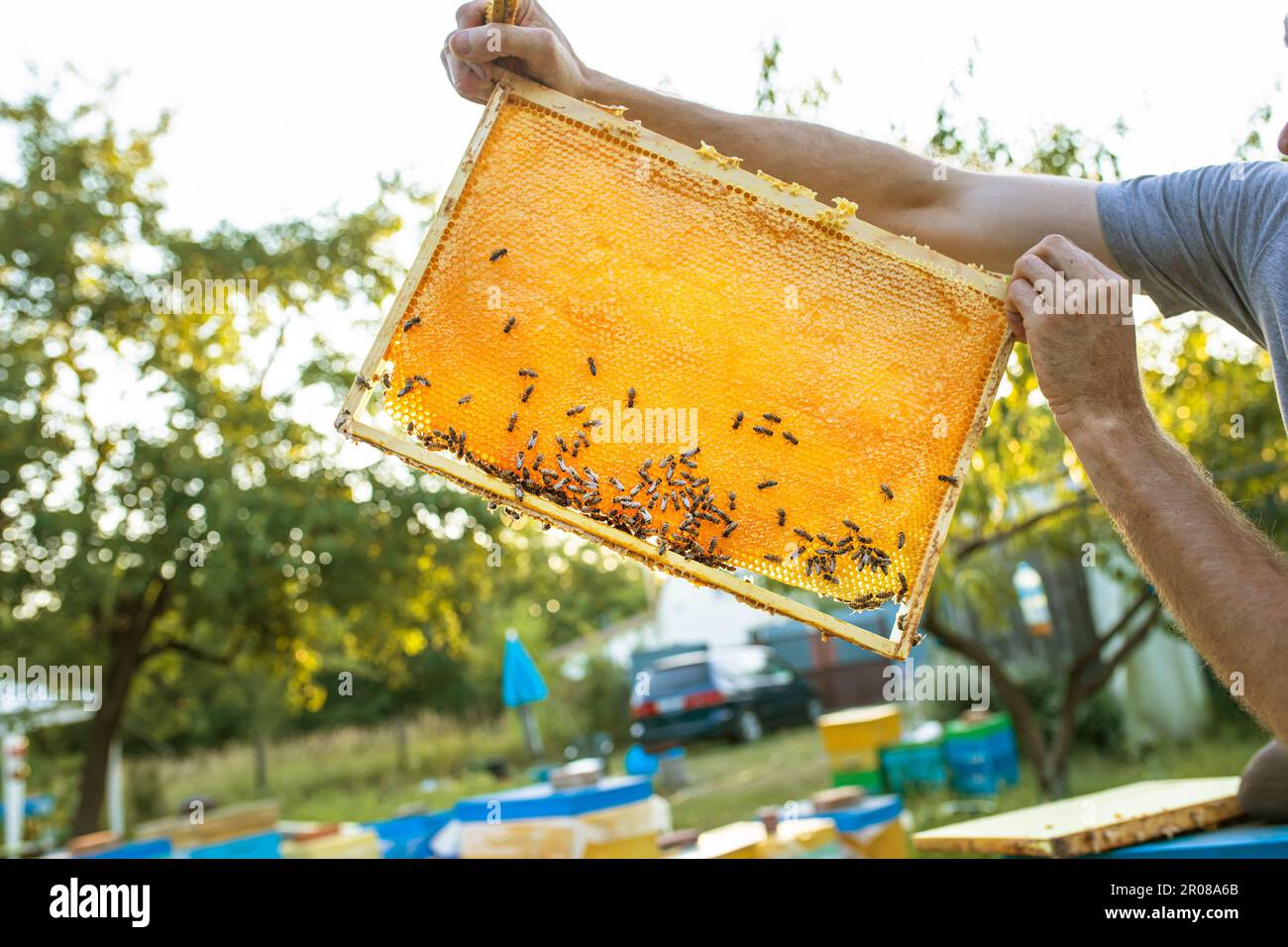 Beehive Spring Management. beekeeper inspecting bee hive and prepares ...