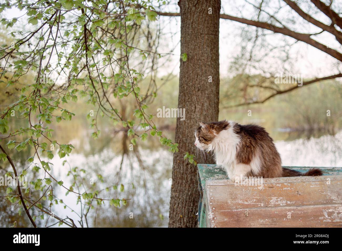 Cat in hand cats hi-res stock photography and images - Alamy