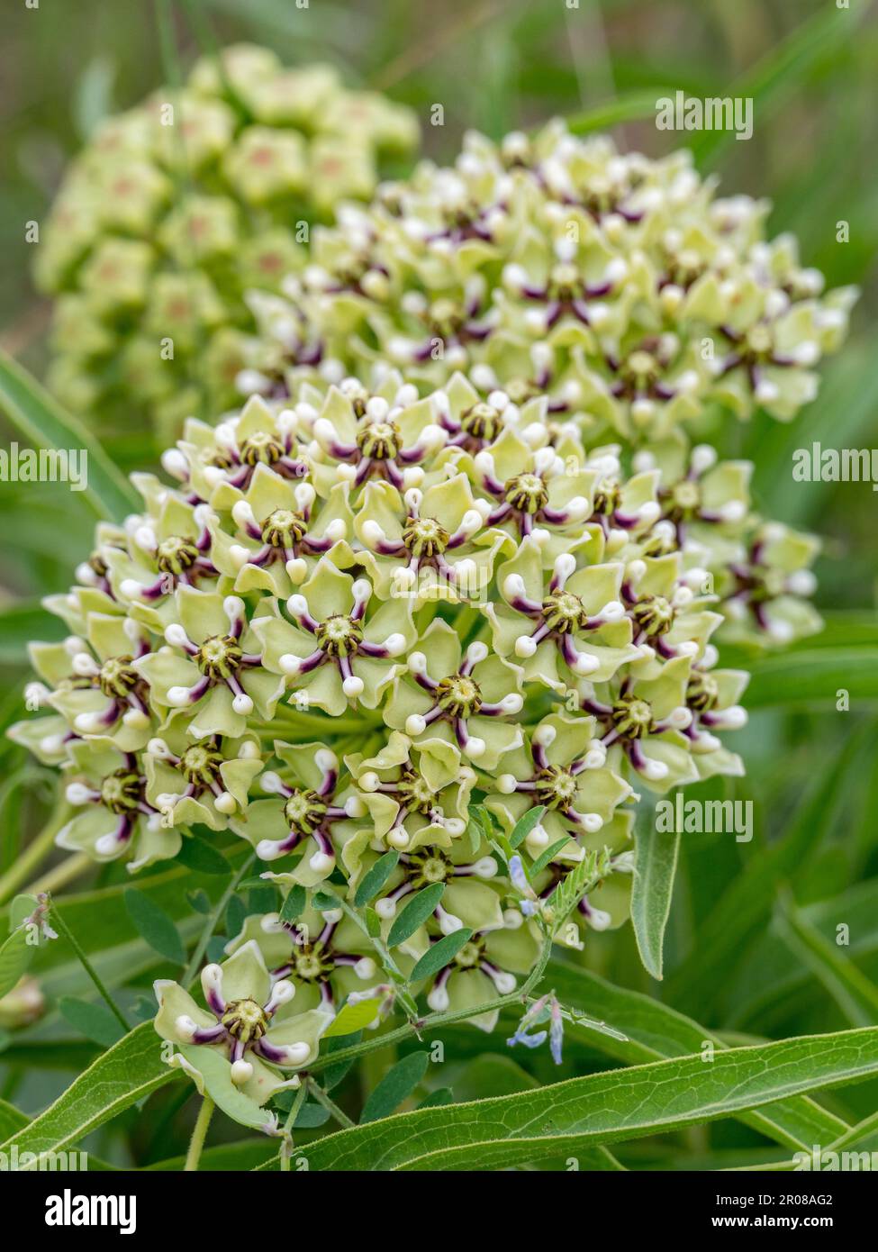 The green flowers with purple and white details belonging to Asclepias ...