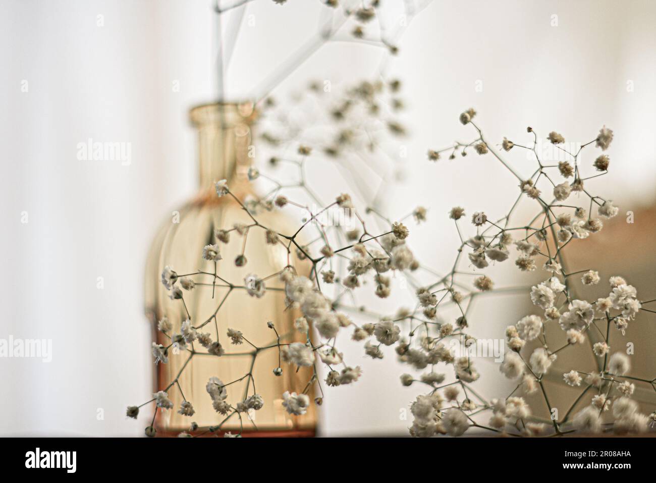 Baby's breath is known for its tiny delicate flowers which bloom in ...
