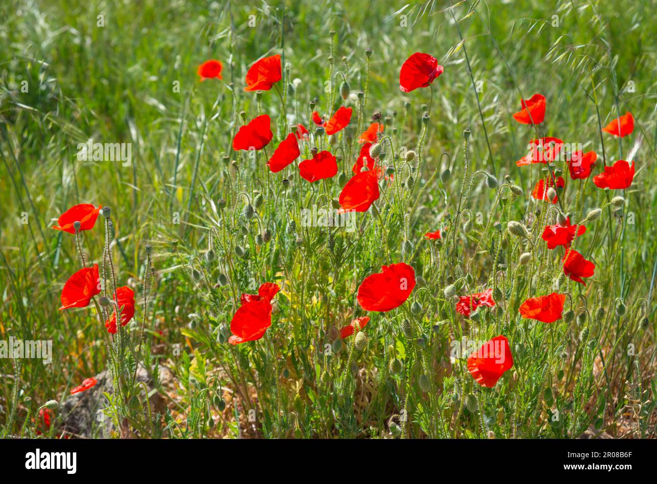 Poppy red fondo hi-res stock photography and images - Alamy