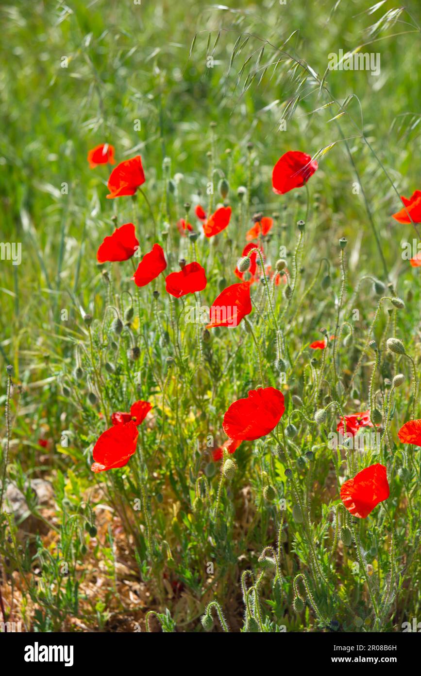 Poppy that bloomed hi-res stock photography and images - Alamy