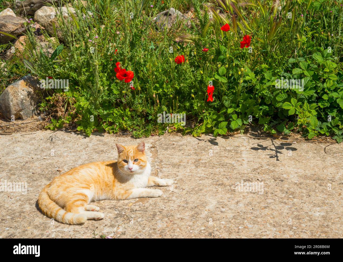 Tabby and white cat lying in the garden Stock Photo - Alamy