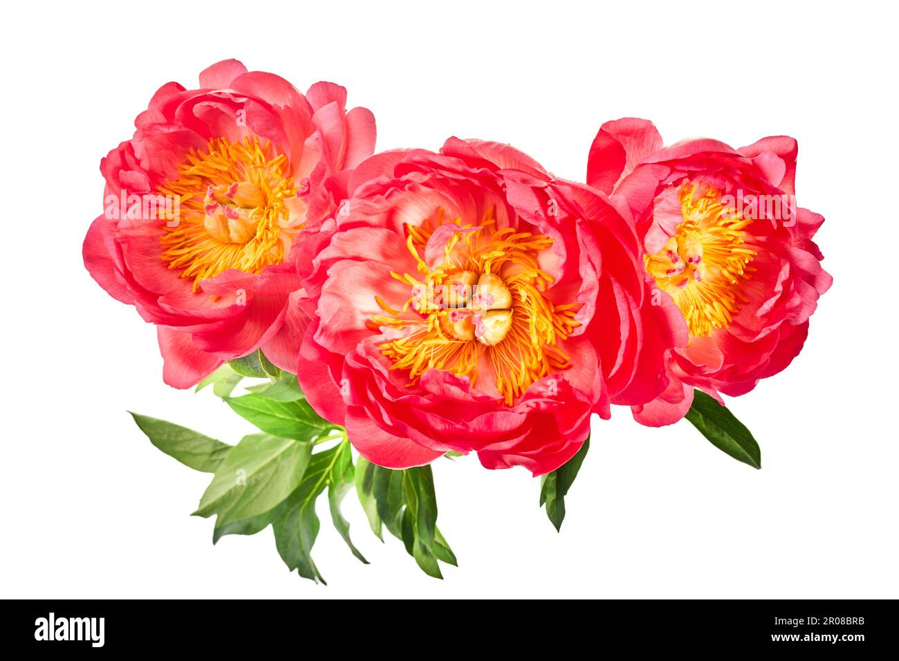 Beautiful pink peonies flowers isolated on white background Stock Photo ...