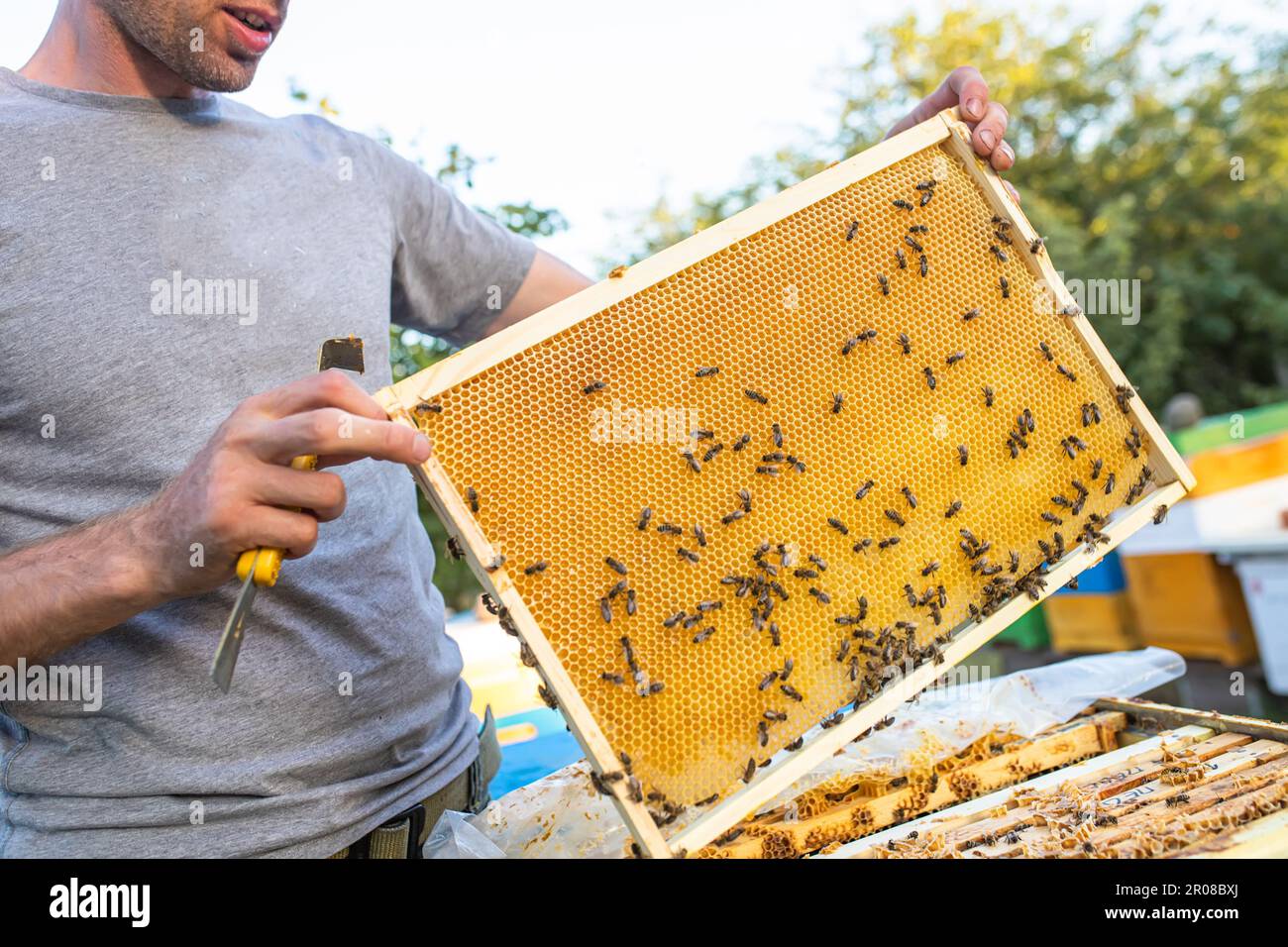 beekeeper swipes bees from frame, uniting bee family and puts frame ...