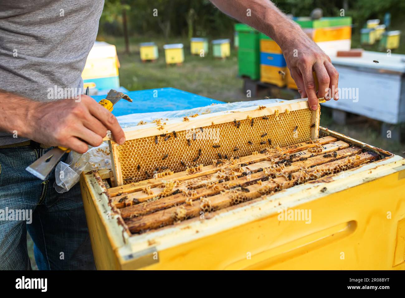beekeeper pulls out a frame with honey from the beehive. Beekeeper ...