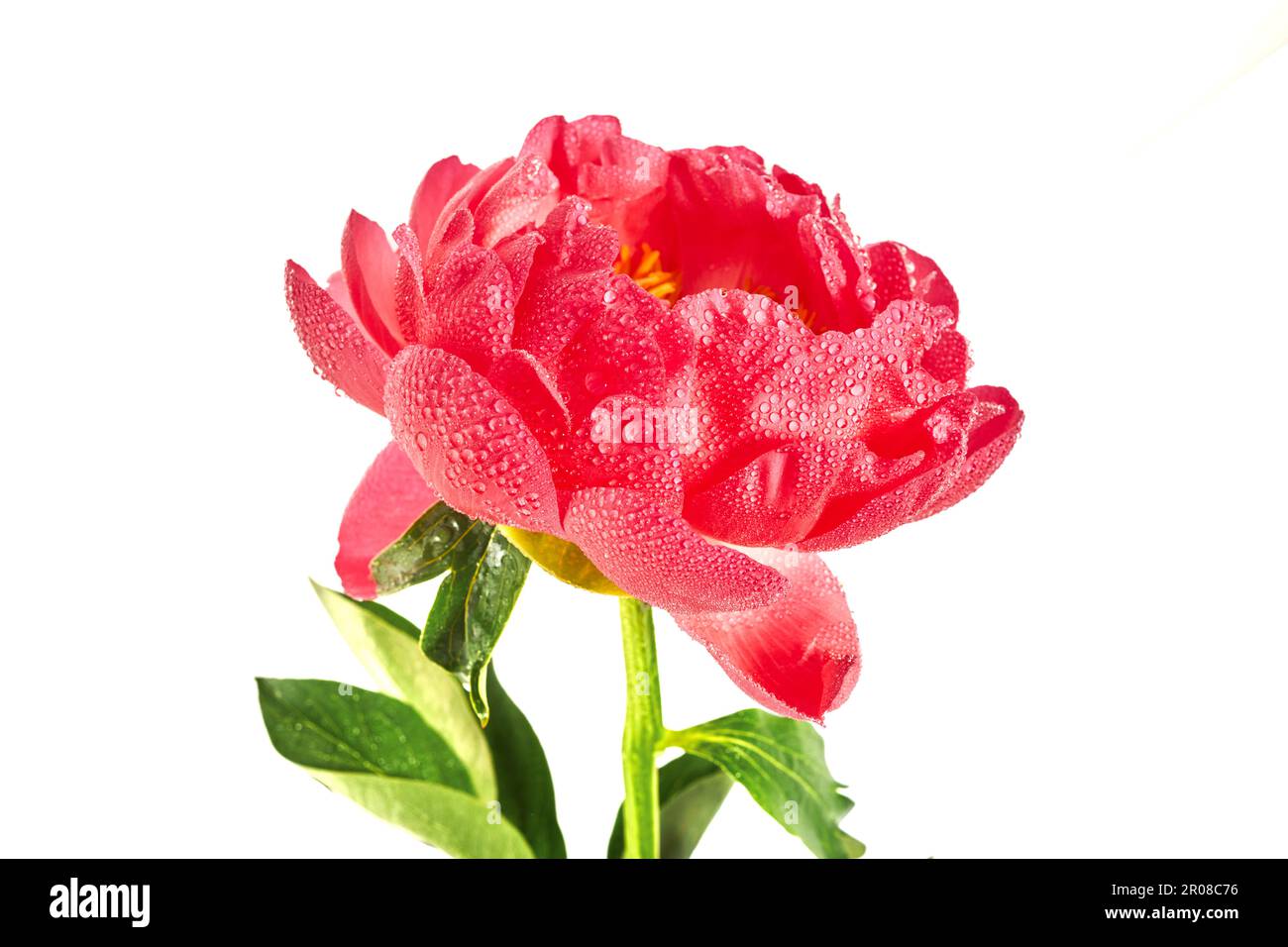 Pink peony with water drops isolated on white background Stock Photo ...