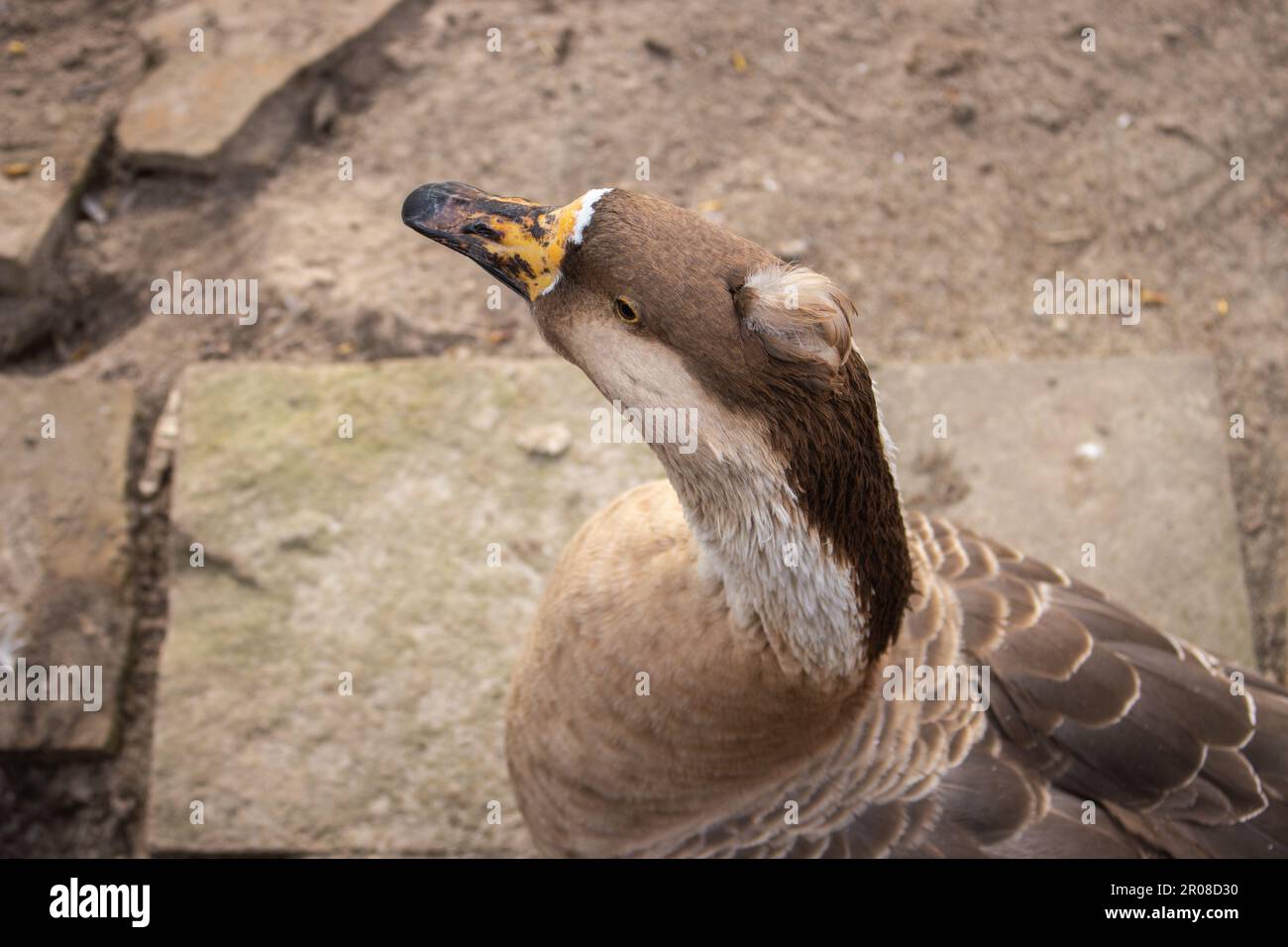 Country goose on the backyard. Goose in the zoo. Brown waterfowl. Head ...
