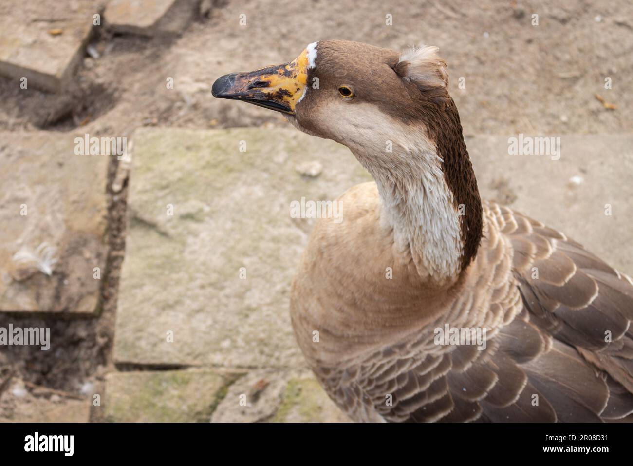 Country goose on the backyard. Goose in the zoo. Brown waterfowl. Head ...