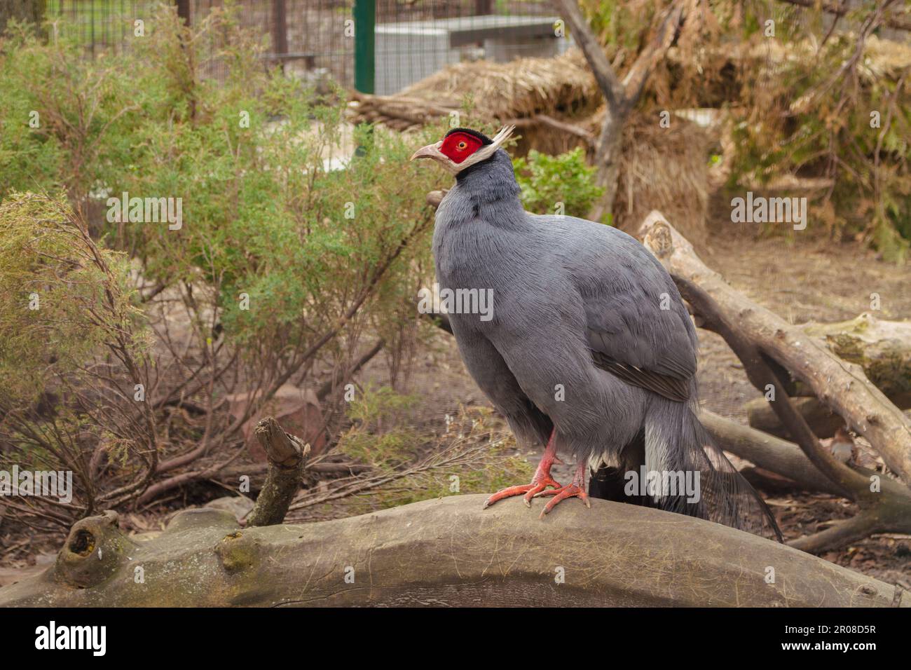 Grey turkey in zoo. Zoological garden. Pheasant on tree. Wild birds ...