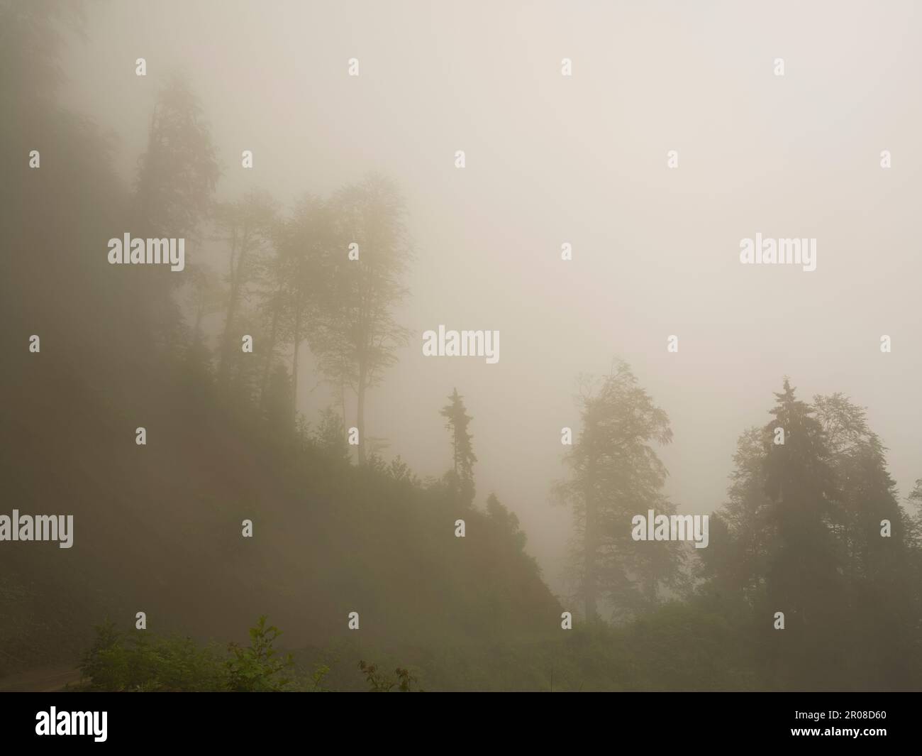 The pine forest on the mountain is very foggy. the atmosphere makes you ...
