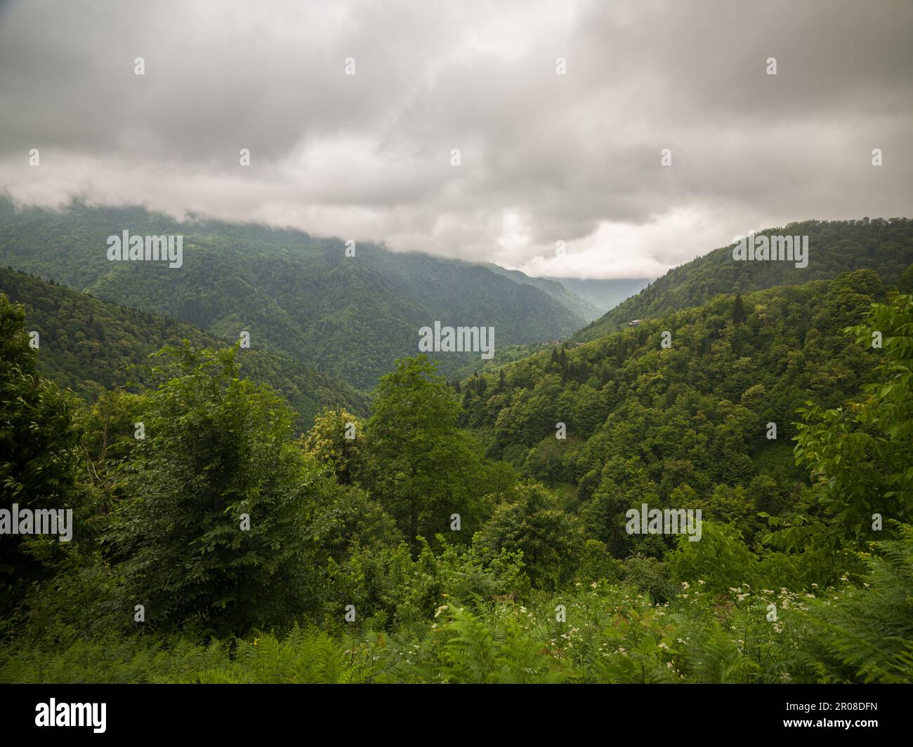 Rainforests make rain hi-res stock photography and images - Alamy