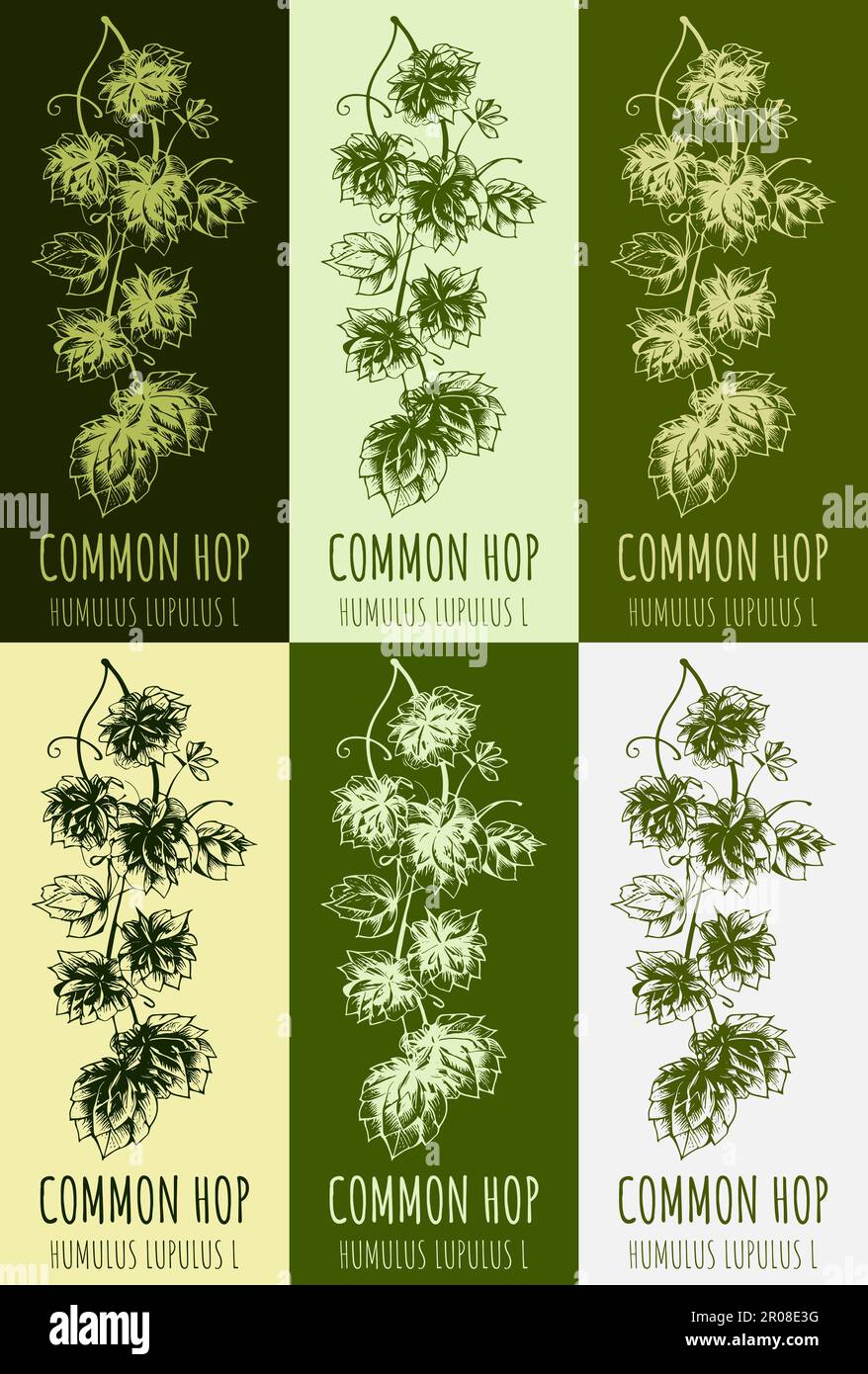 Set of drawing of COMMON HOP in various colors. Hand drawn illustration ...