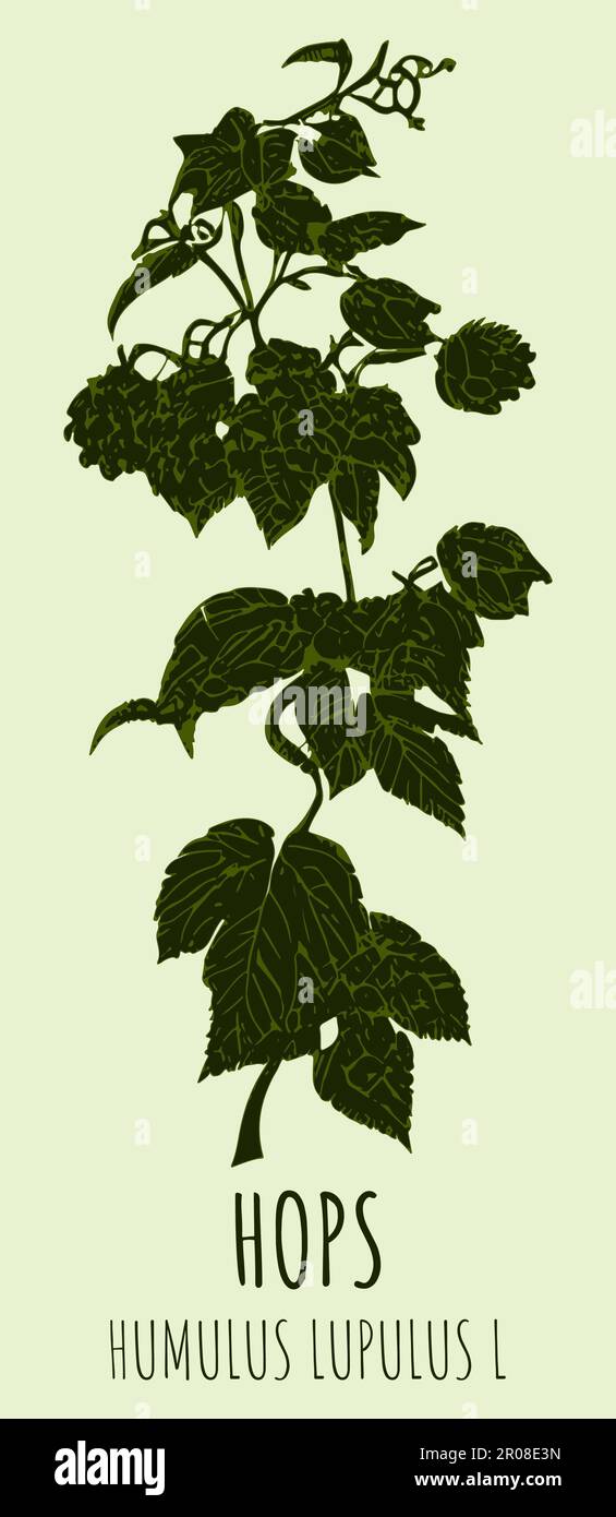 Drawings COMMON HOP. Hand drawn illustration. Latin name HUMULUS ...